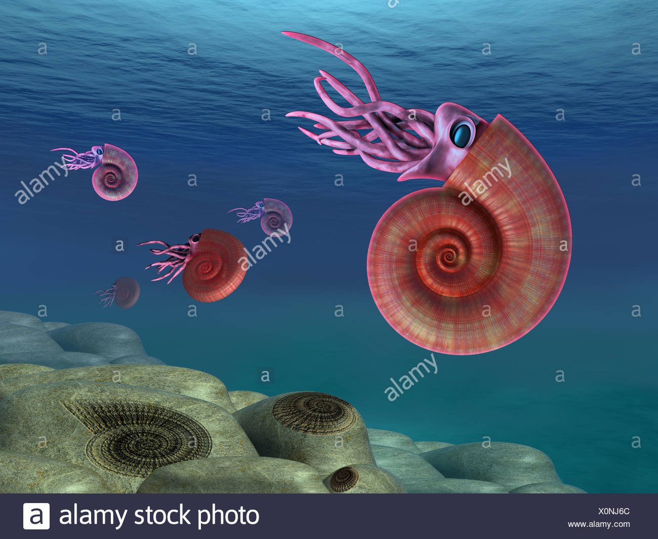 Prehistoric Shell High Resolution Stock Photography and Images - Alamy