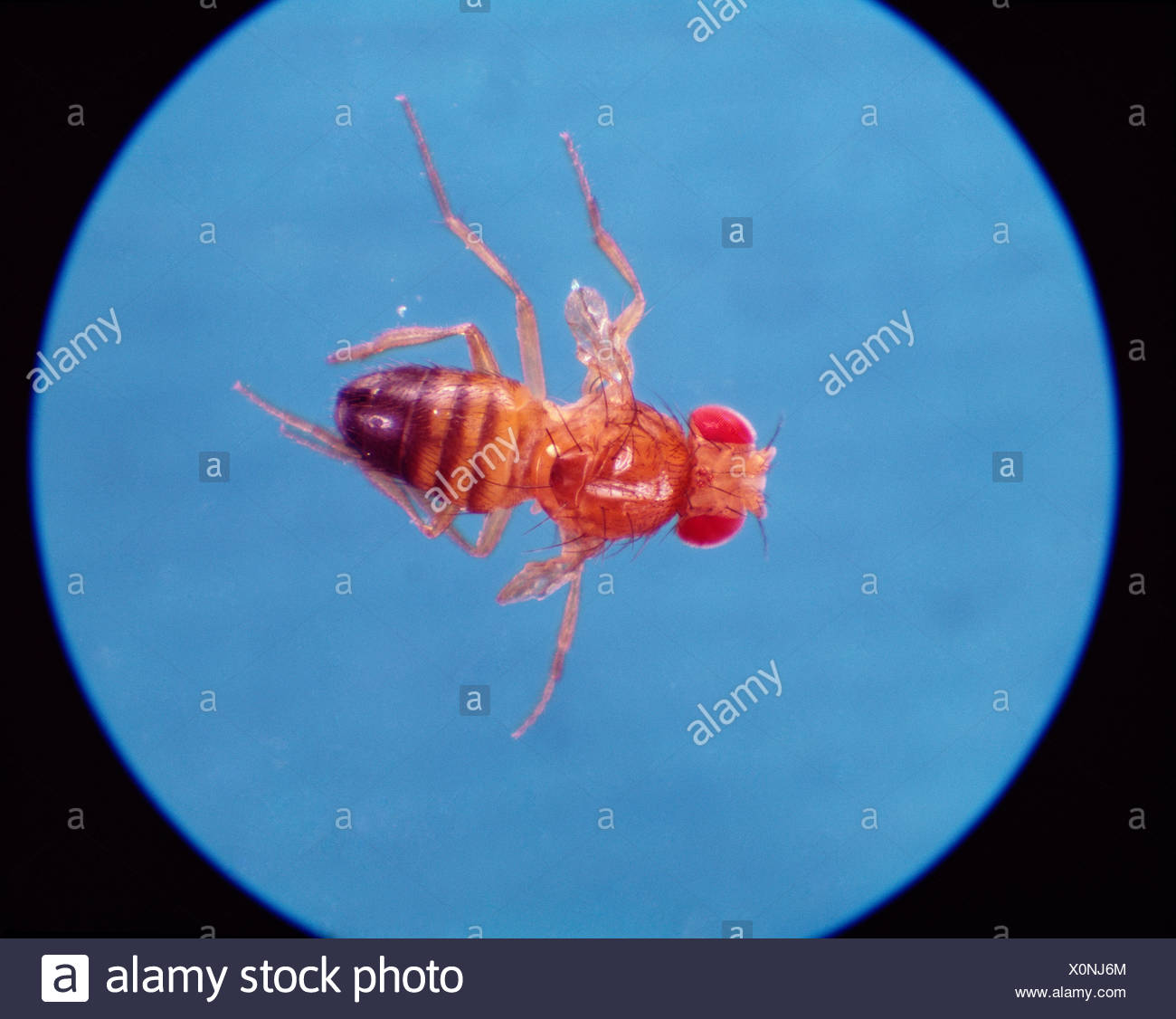 Drosophila Melanogaster Eyes High Resolution Stock Photography and ...