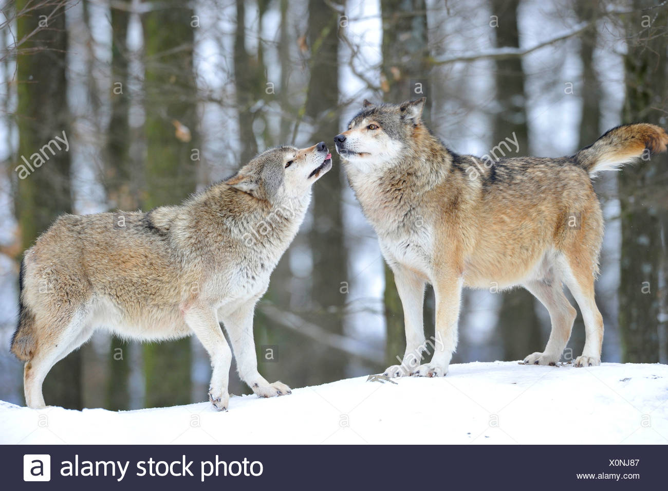 Canadian Wolf Pack High Resolution Stock Photography and Images - Alamy