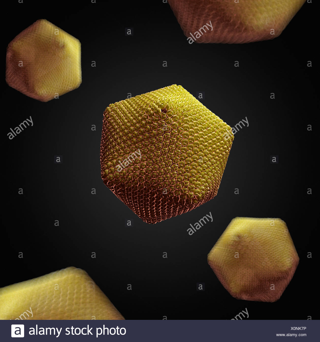 Bursaria High Resolution Stock Photography and Images - Alamy