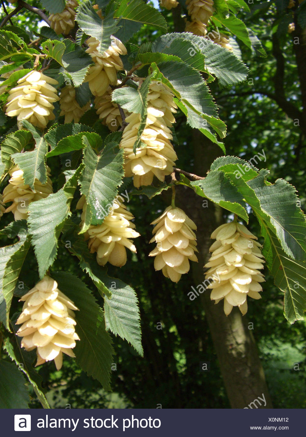 Japanese Hop Plant Stock Photos & Japanese Hop Plant Stock Images - Alamy