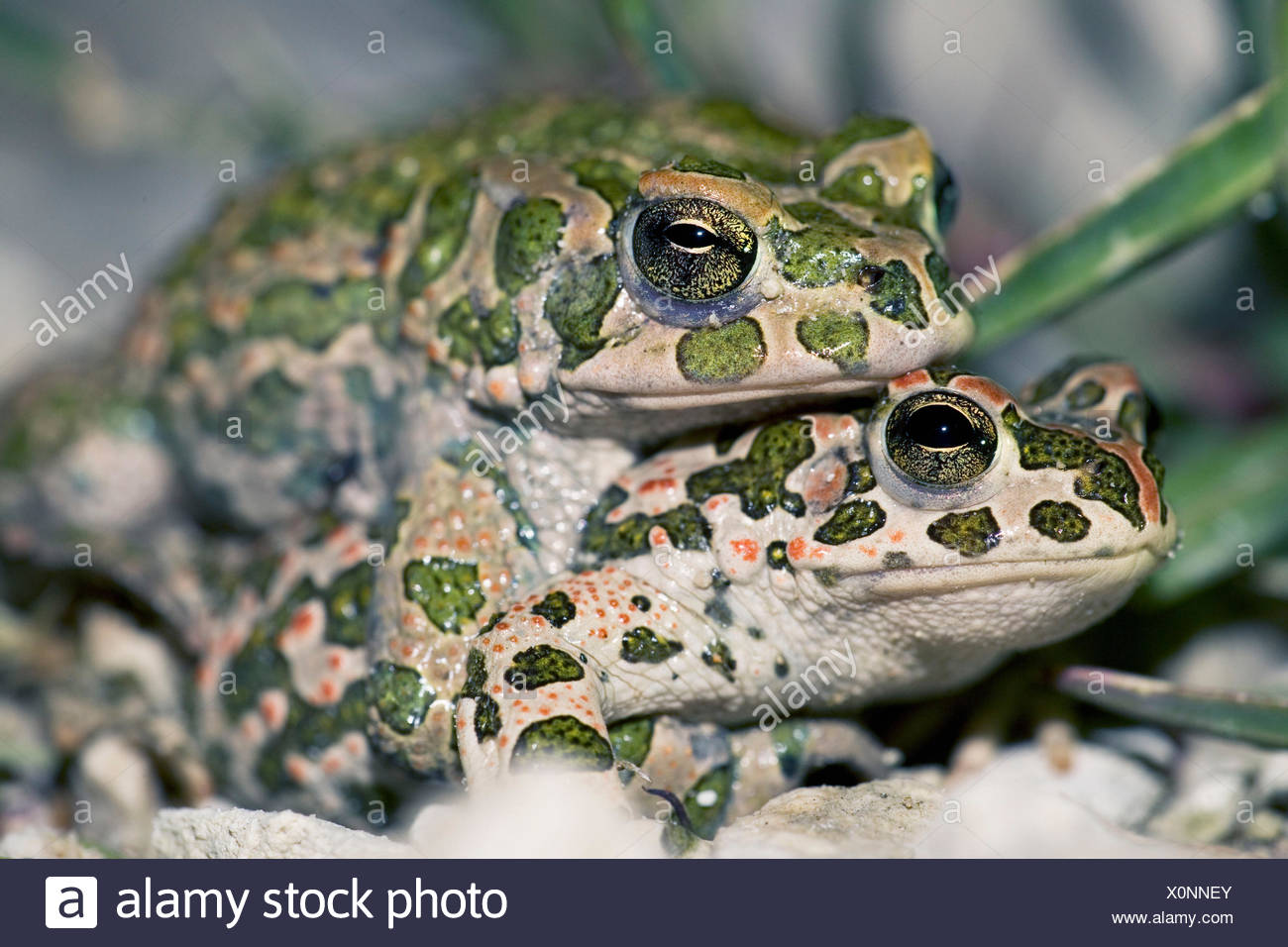 Mating Toads High Resolution Stock Photography and Images - Alamy