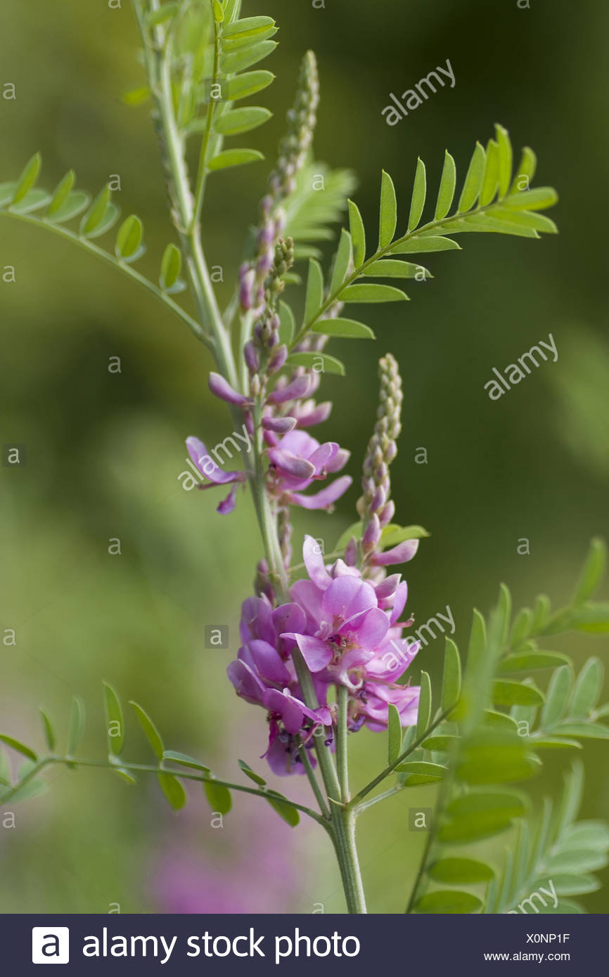 Indigofera Tinctoria High Resolution Stock Photography and Images - Alamy