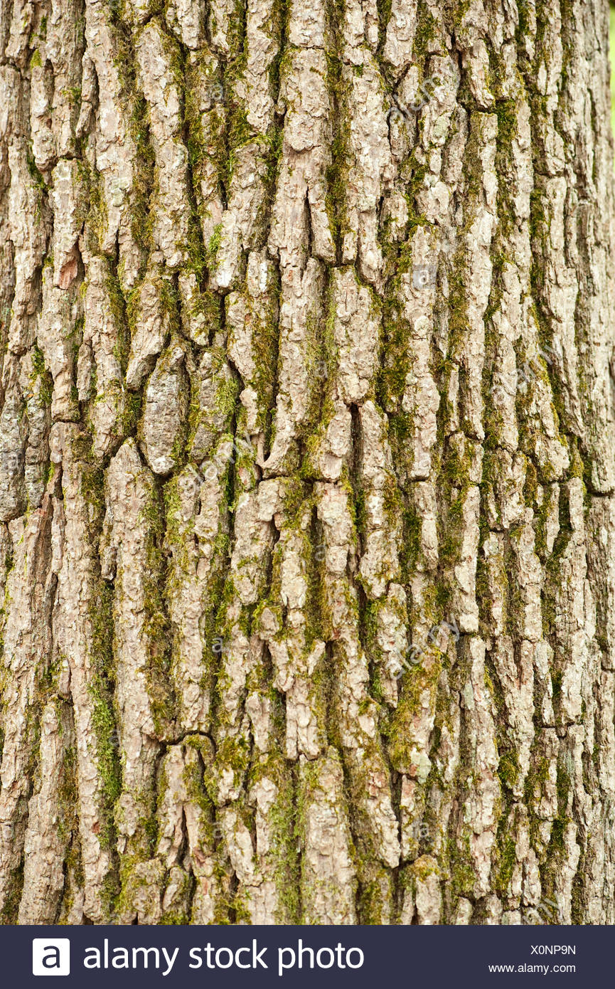 Horse Chestnut Bark Stock Photos & Horse Chestnut Bark Stock Images - Alamy