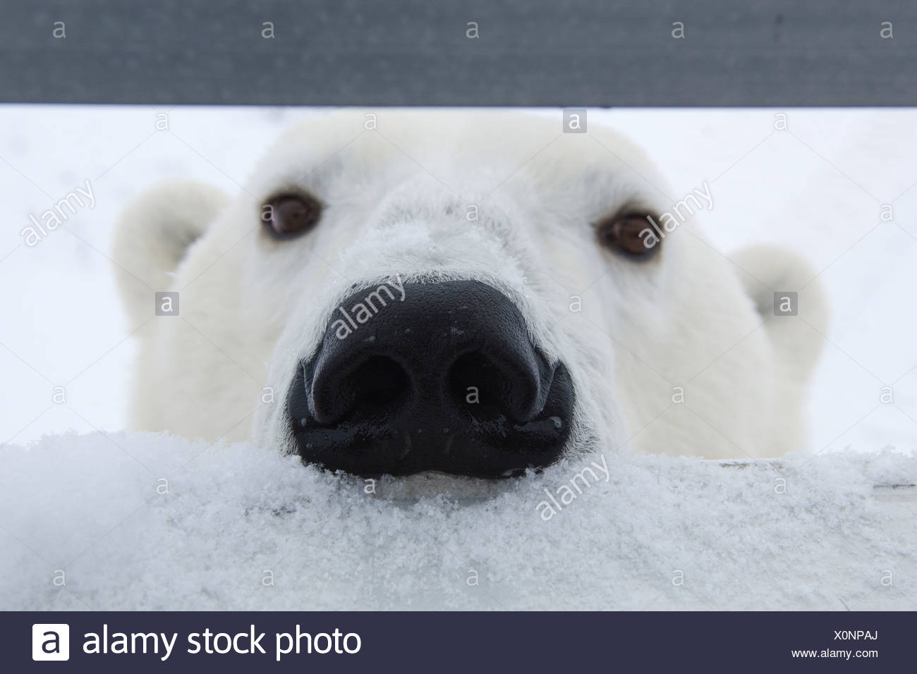 Polar Bear Close Up High Resolution Stock Photography and Images - Alamy