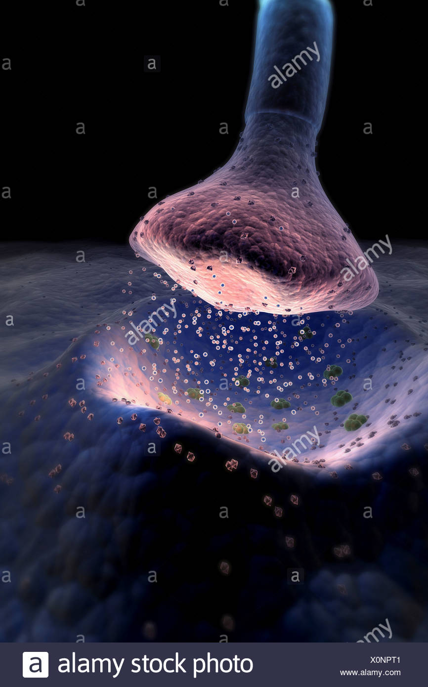 Synaptic Cleft High Resolution Stock Photography and Images - Alamy