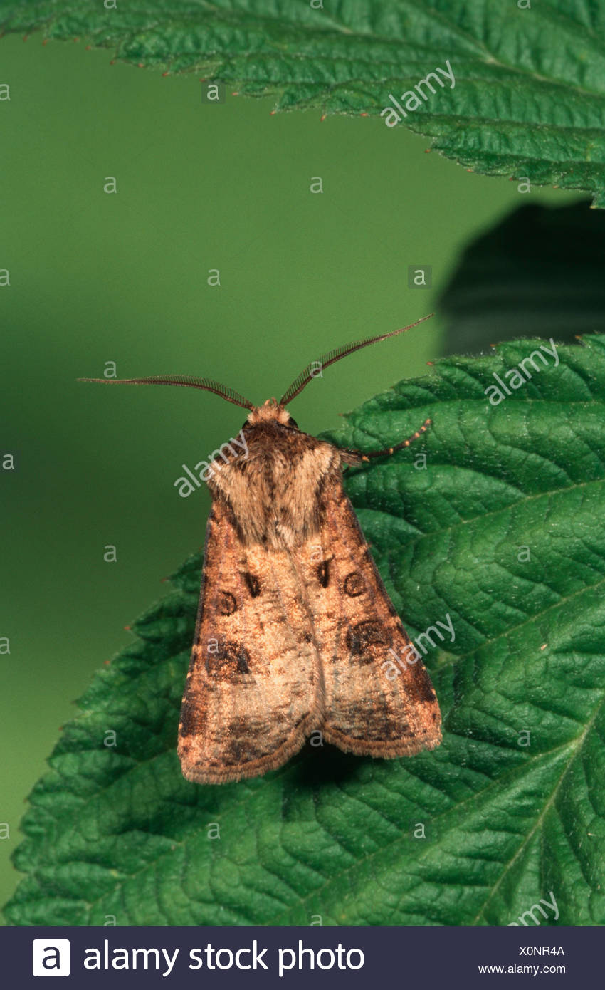 Turnip Moth Agrotis Segetum High Resolution Stock Photography and ...