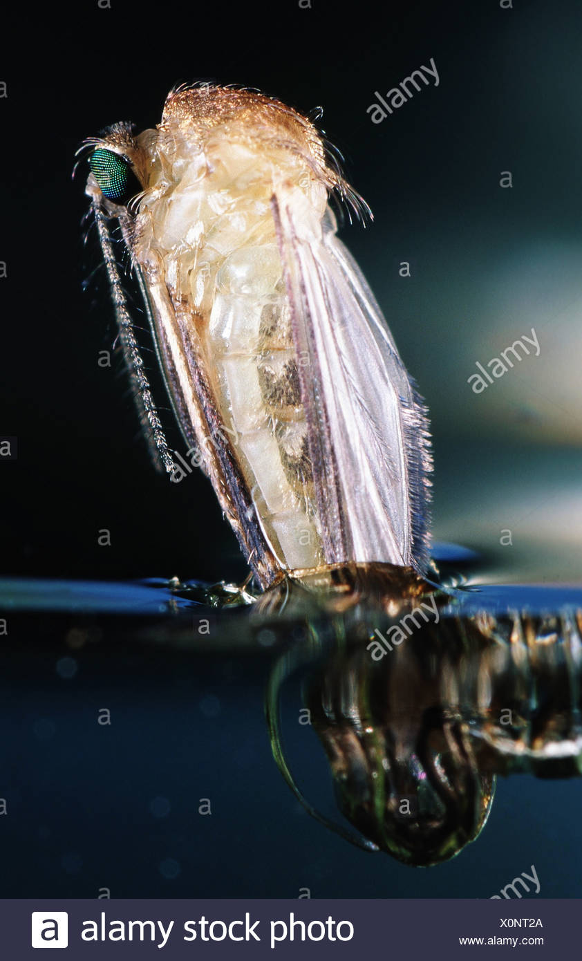 Northern Common House Mosquito High Resolution Stock Photography and ...