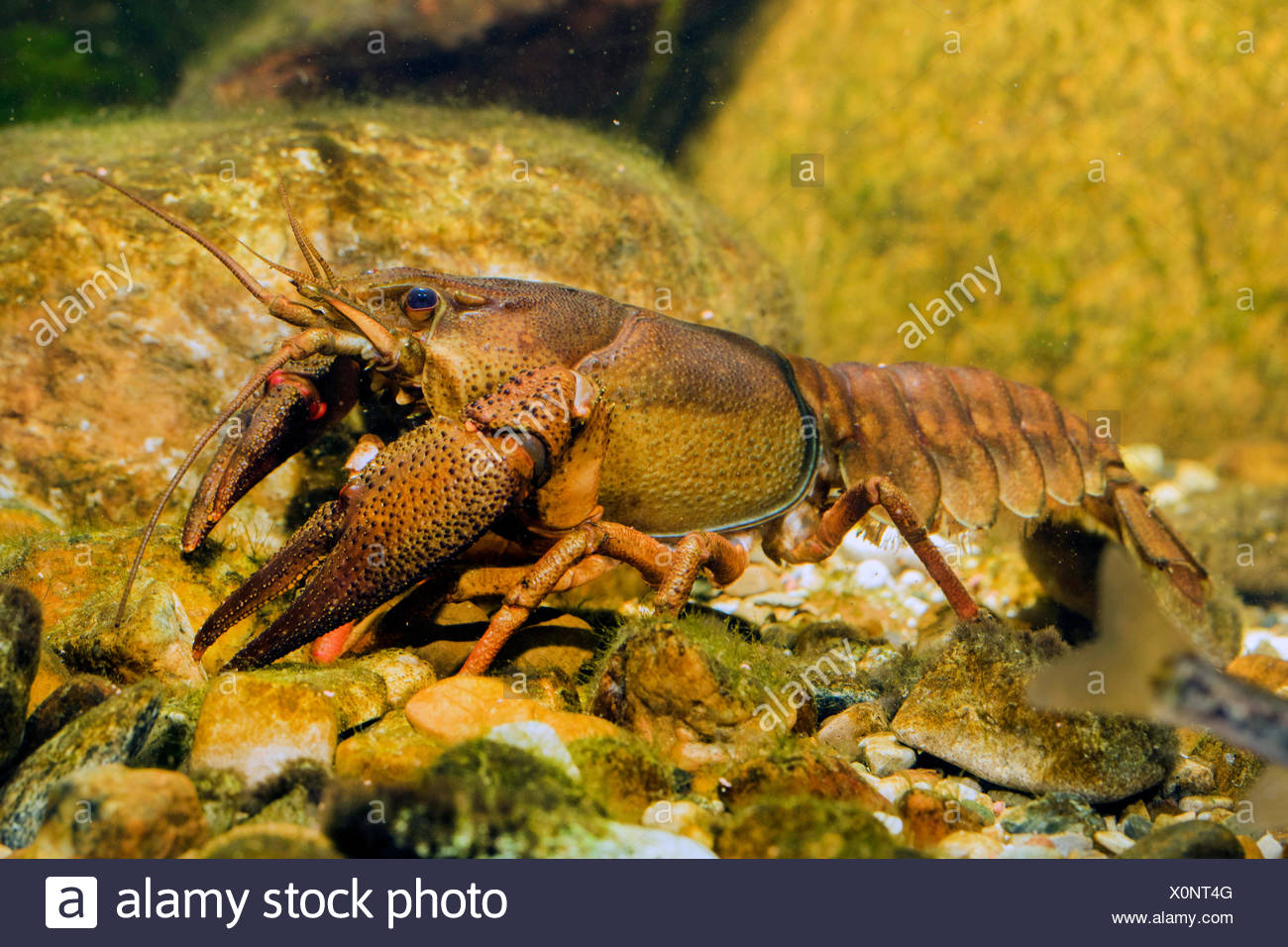 Astacus Fluviatilis Stock Photos & Astacus Fluviatilis Stock Images - Alamy