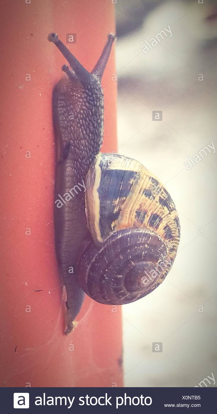 Slow Moving Snail Stock Photos & Slow Moving Snail Stock Images - Alamy
