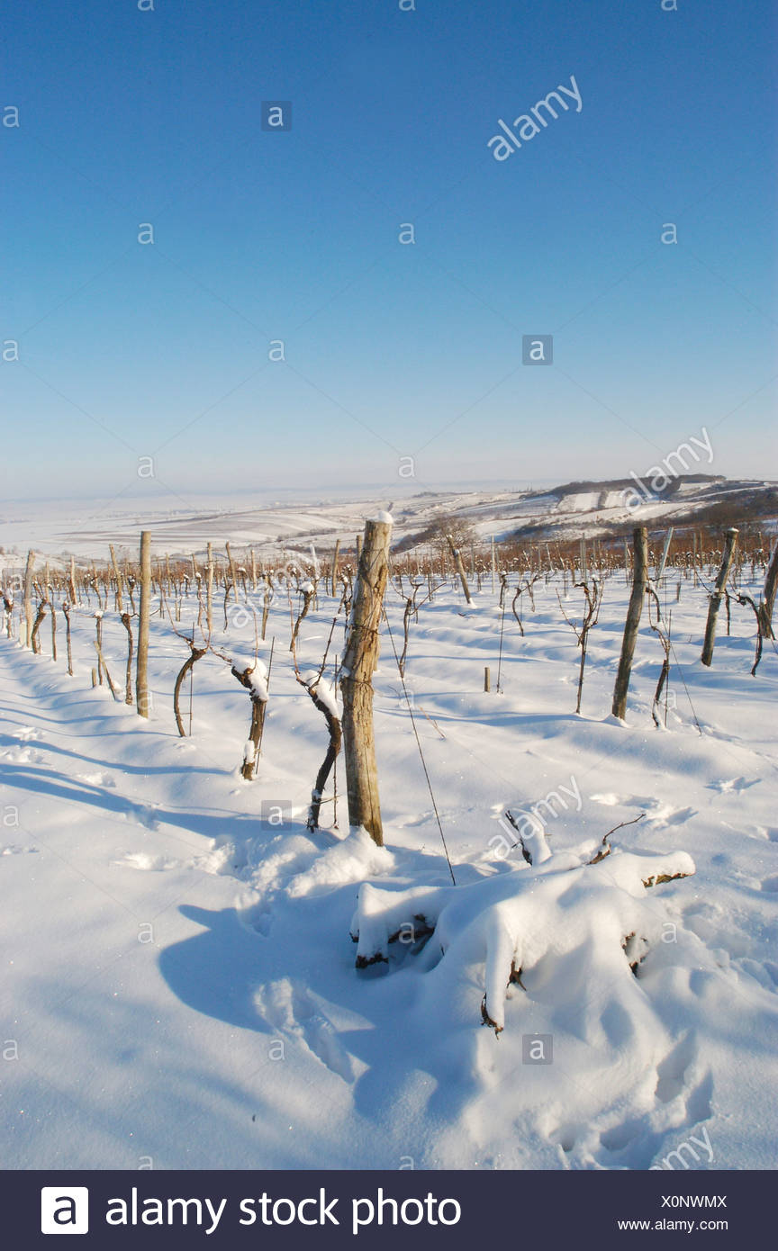 Vineyard Winter Stock Photos & Vineyard Winter Stock Images - Alamy