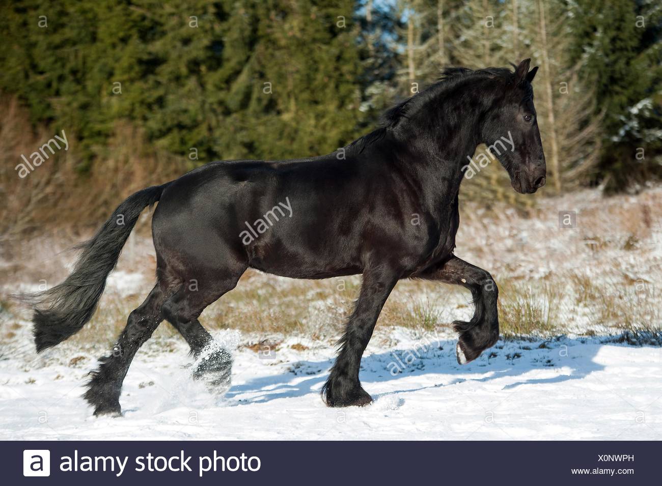 Friesian Horse Walking Snow High Resolution Stock Photography and ...