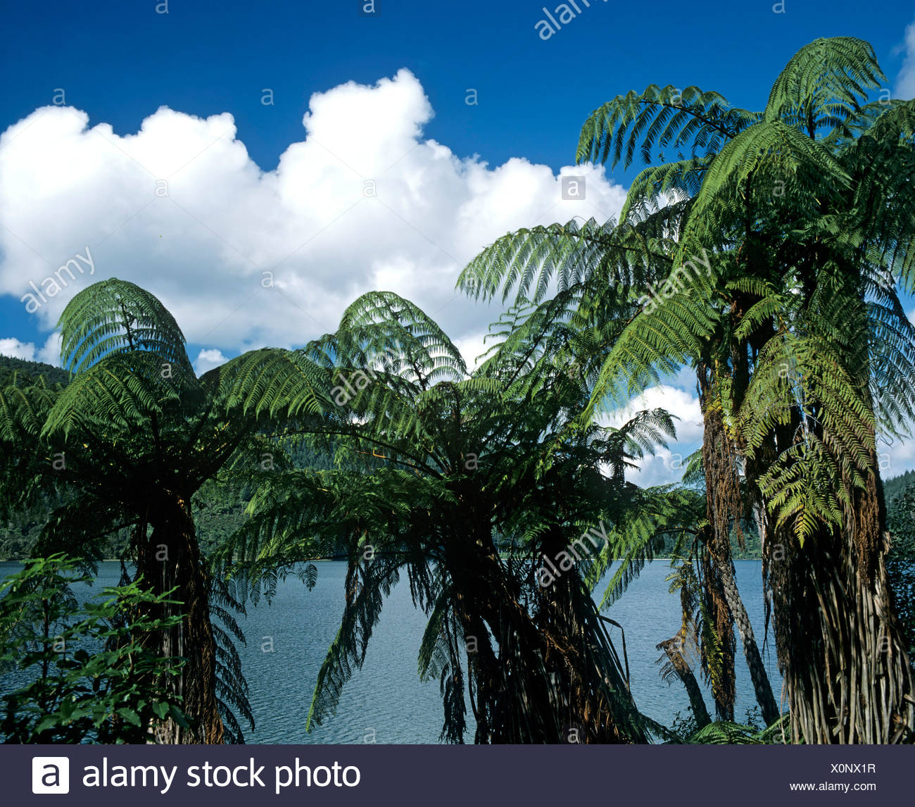 Subtropical Stock Photos & Subtropical Stock Images - Alamy