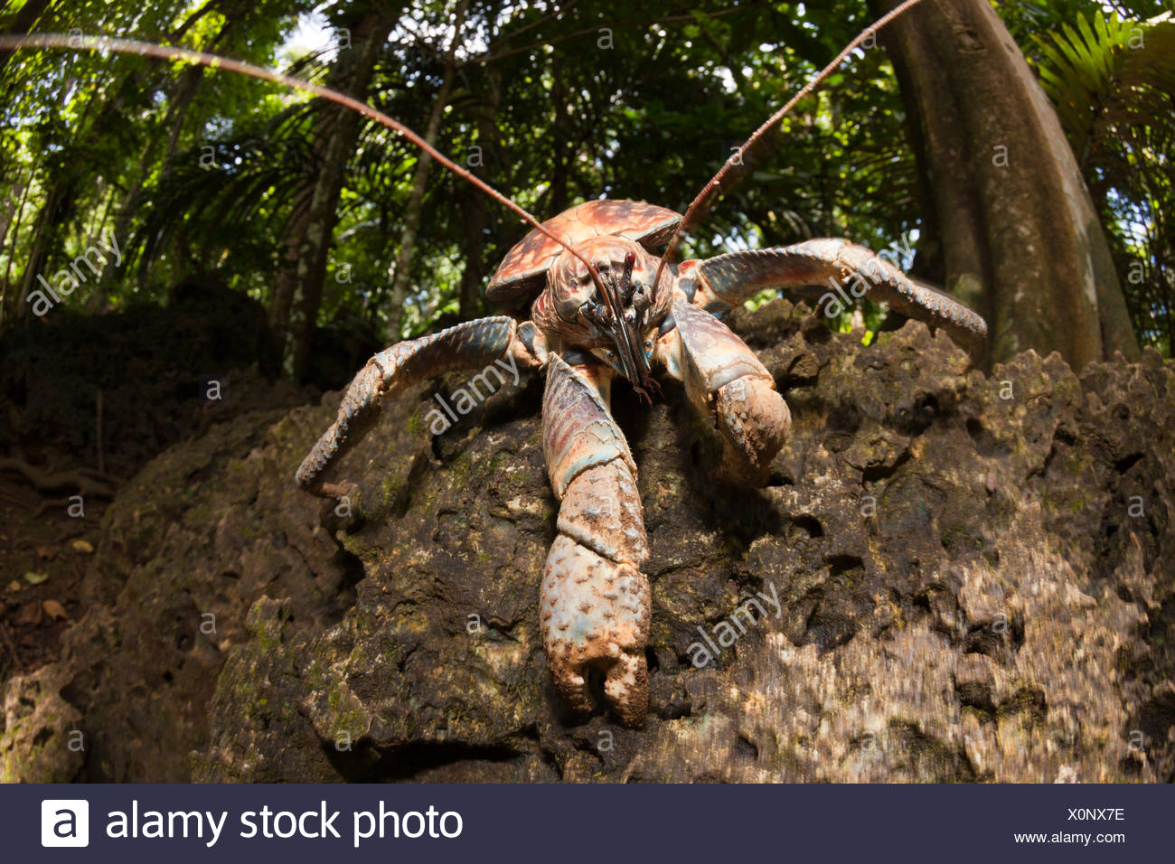Robber Crab Christmas Island High Resolution Stock Photography and ...