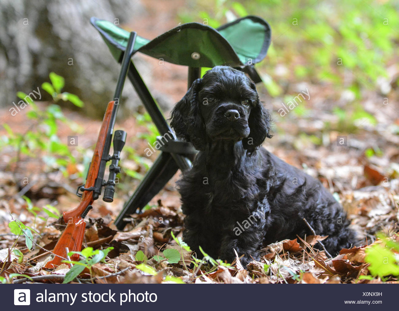 American Cocker Spaniel Puppy High Resolution Stock Photography and ...