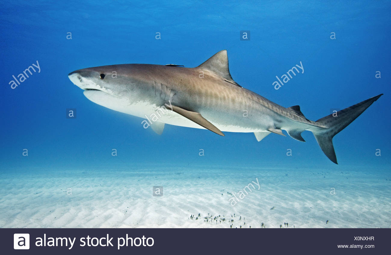Galeocerdo Cuvier Tiger Shark High Resolution Stock Photography and ...