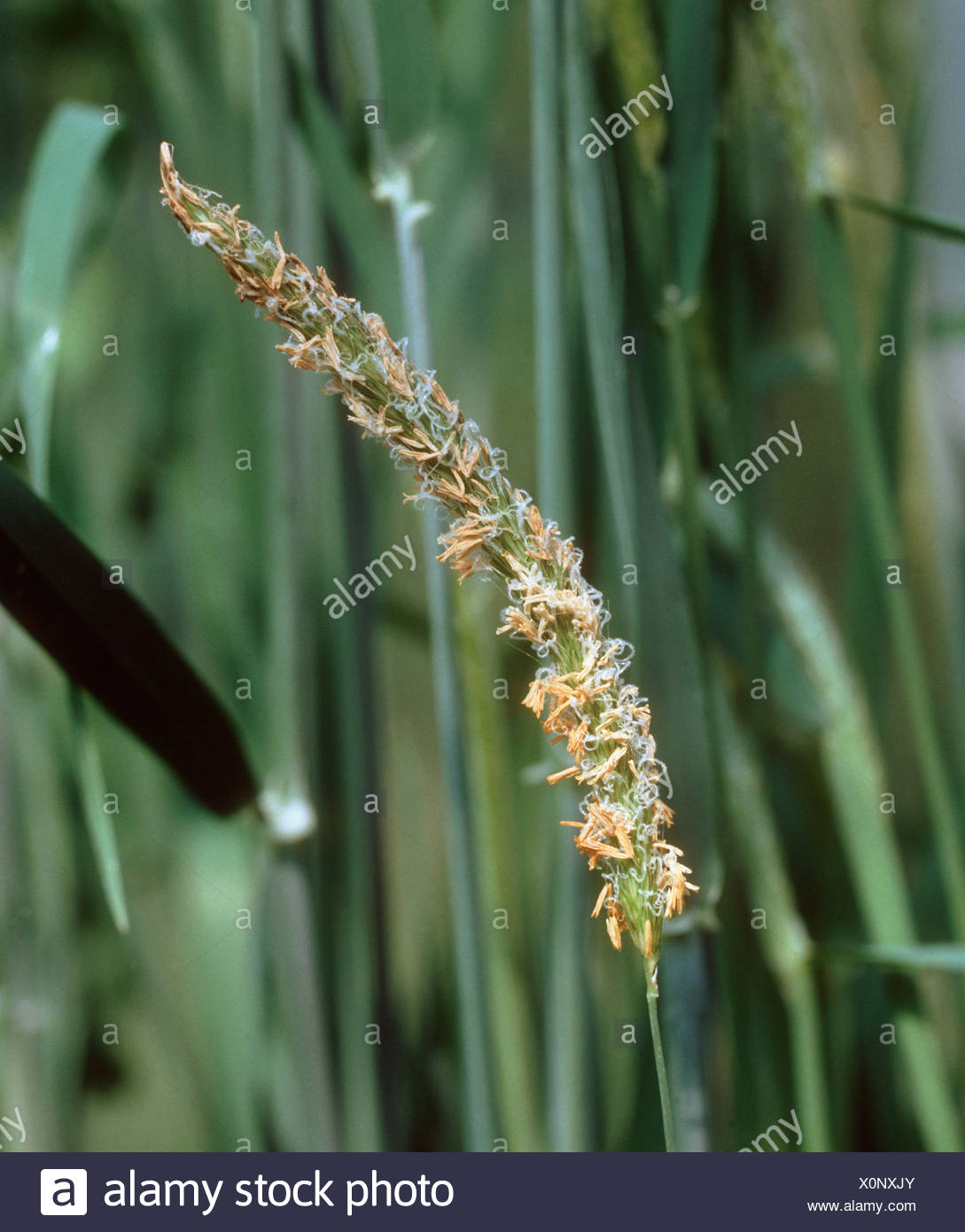 Blackgrass High Resolution Stock Photography and Images - Alamy