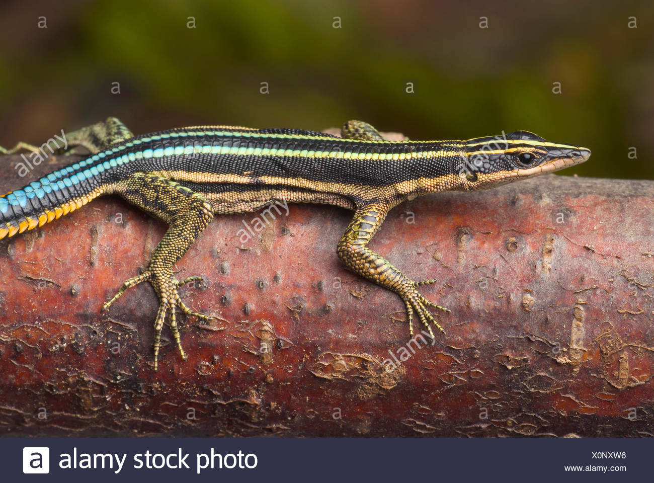 Sawtail Lizard High Resolution Stock Photography and Images - Alamy