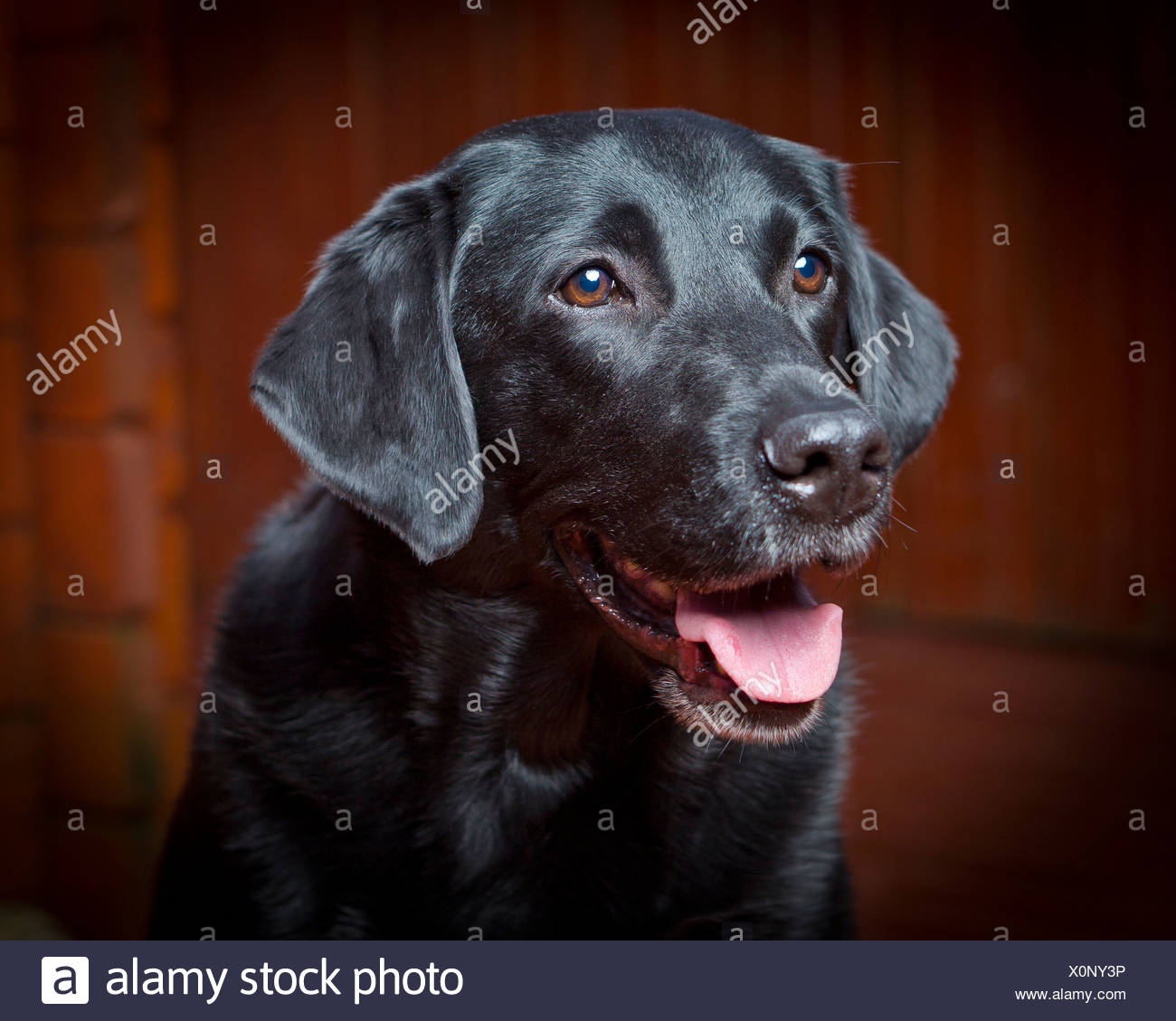 Black Labrador Retriever Head High Resolution Stock Photography and ...