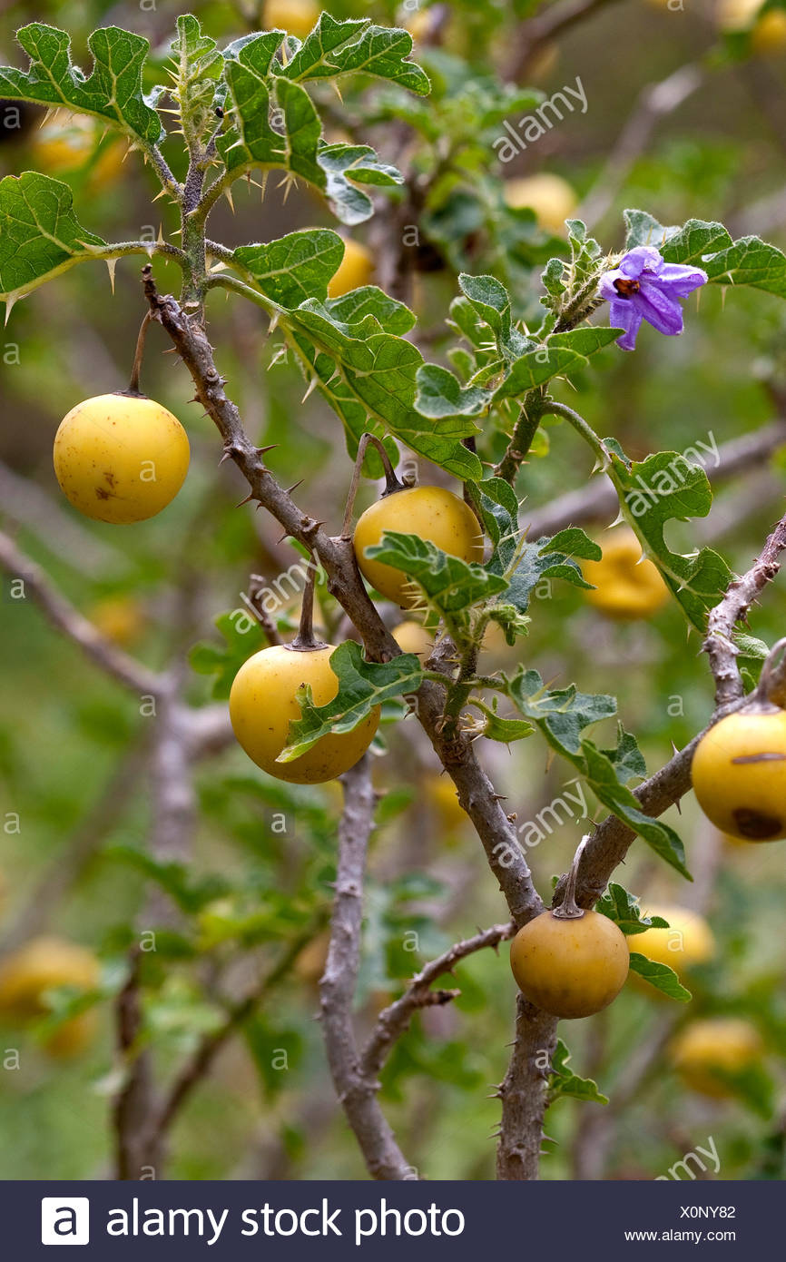 Apple Of Sodom High Resolution Stock Photography and Images - Alamy