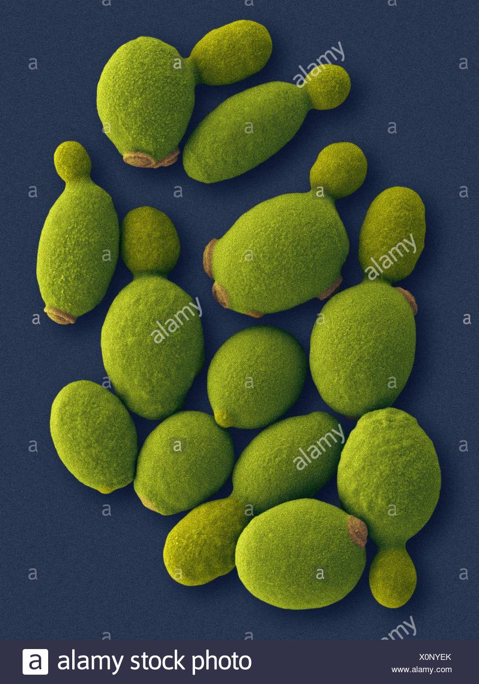 Saccharomycotina Stock Photos & Saccharomycotina Stock Images - Alamy