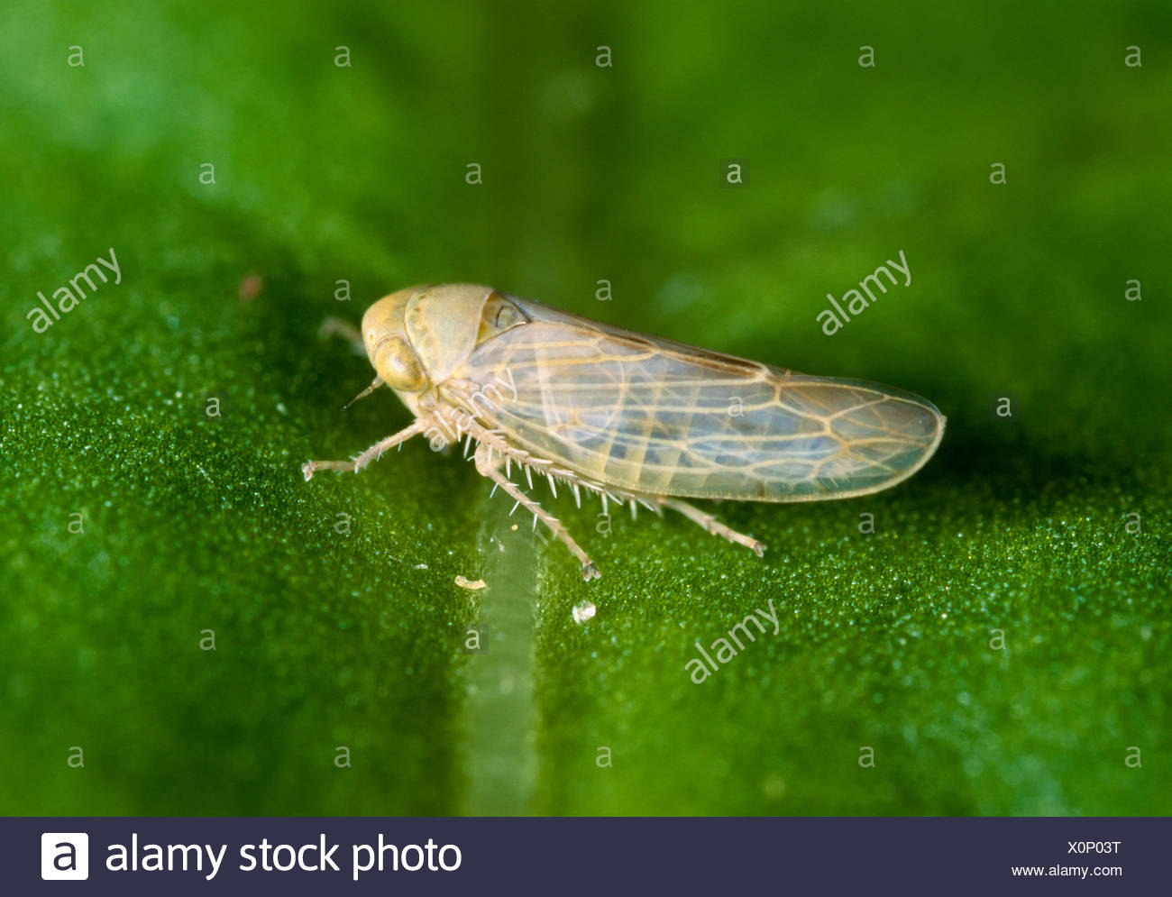 Beet Leafhopper High Resolution Stock Photography and Images - Alamy