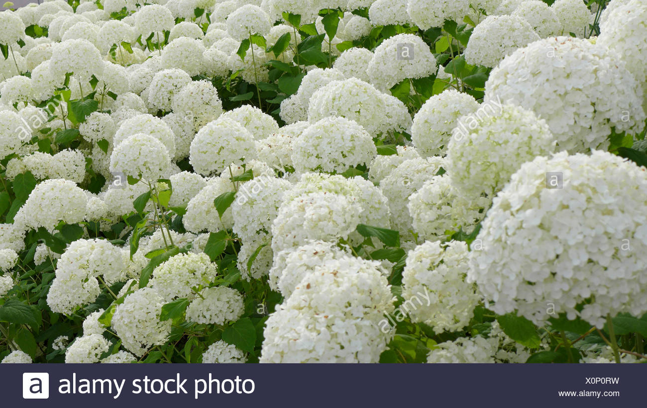 White Flowering Hydrangea High Resolution Stock Photography and Images ...