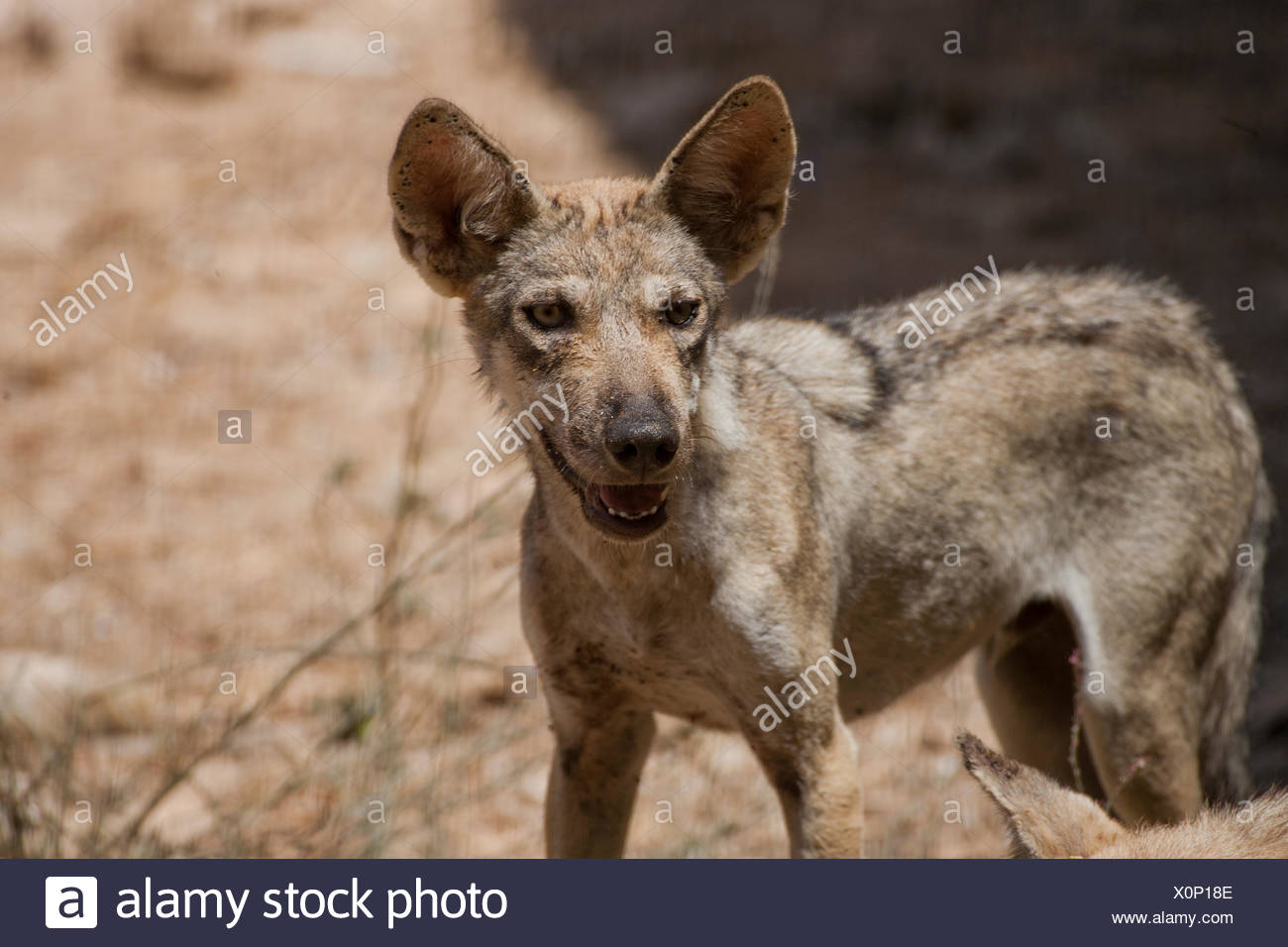 Grey Wolf Subspecies High Resolution Stock Photography and Images - Alamy