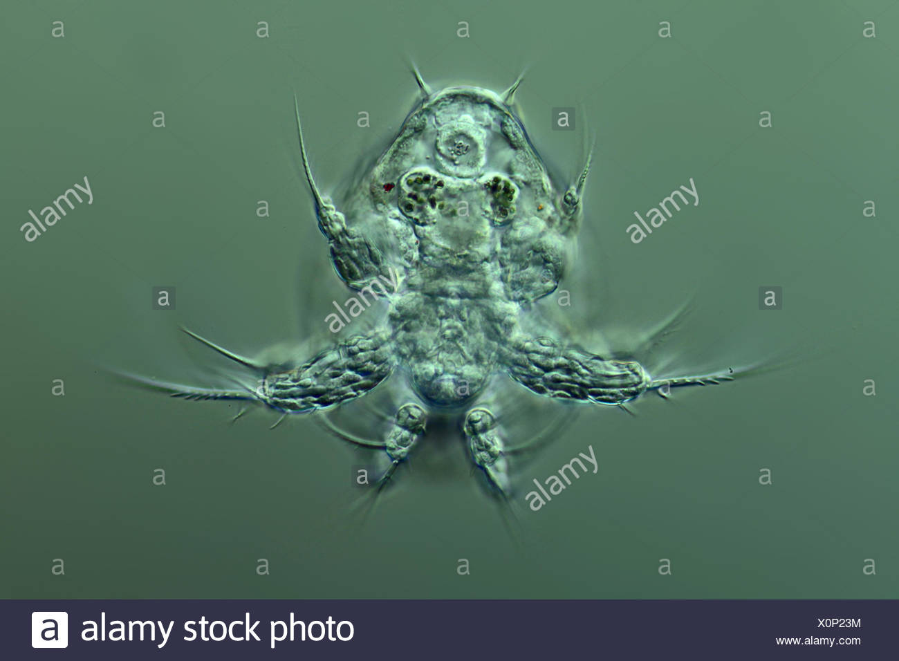 Nauplius Larva High Resolution Stock Photography and Images - Alamy