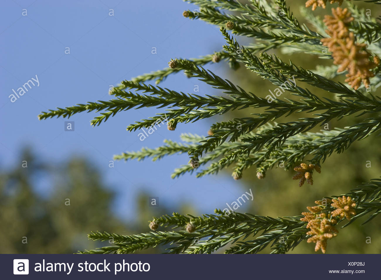 Japanese Cedar High Resolution Stock Photography and Images - Alamy