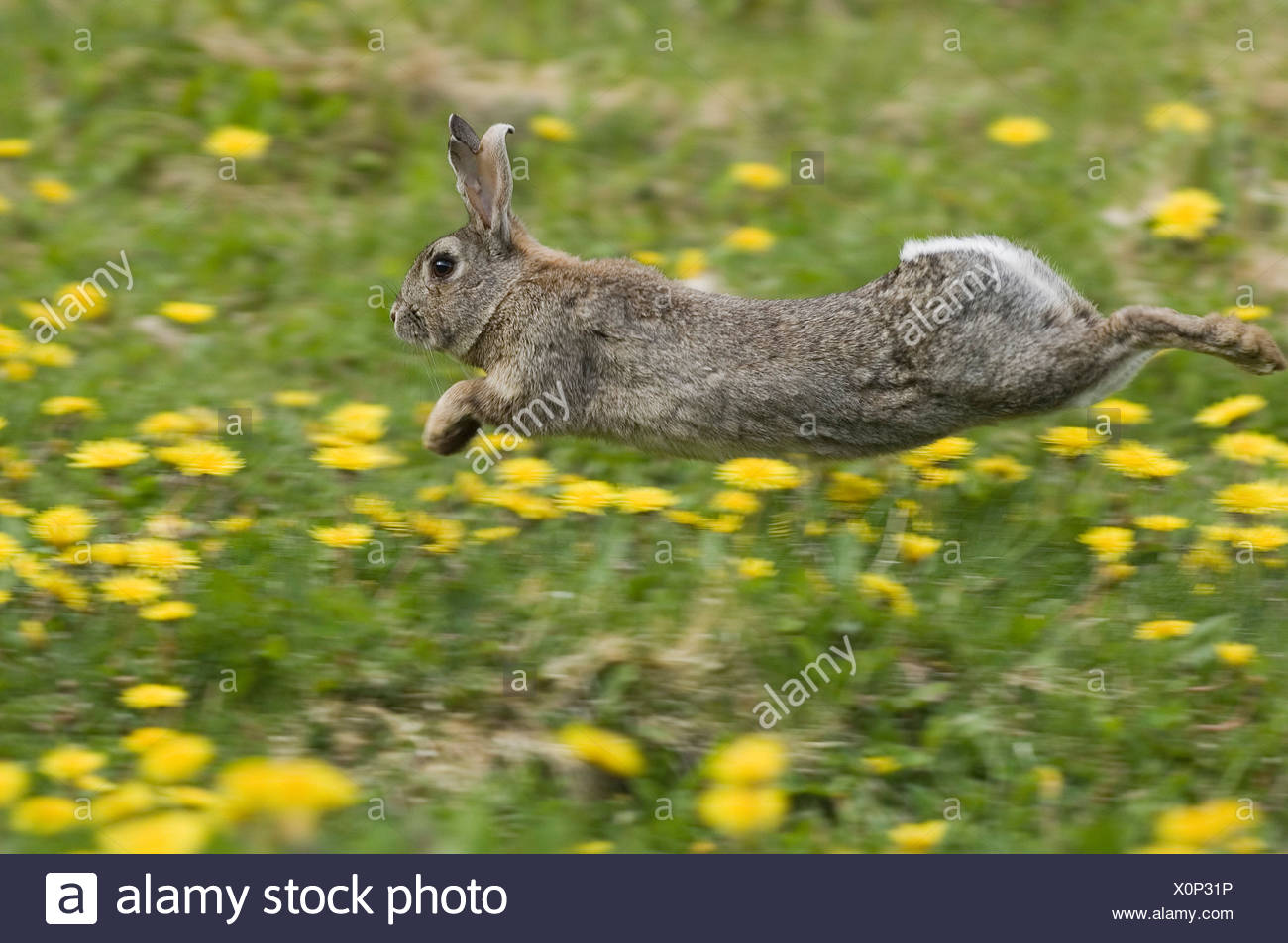 Rabbit Running Not Hare Not Dog Not Fox High Resolution Stock ...