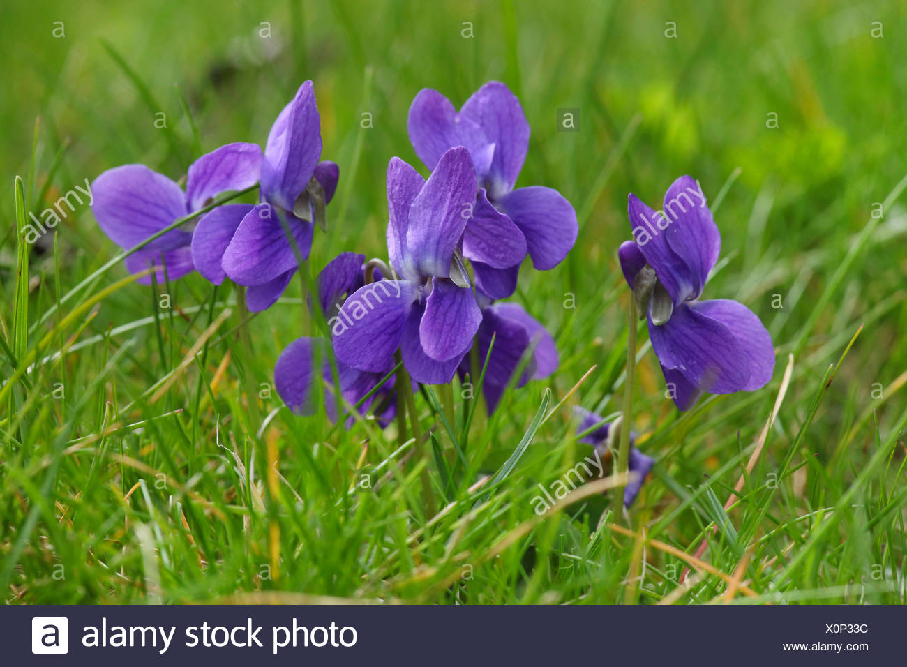 Veilchen Violett Stock Photos & Veilchen Violett Stock Images - Alamy