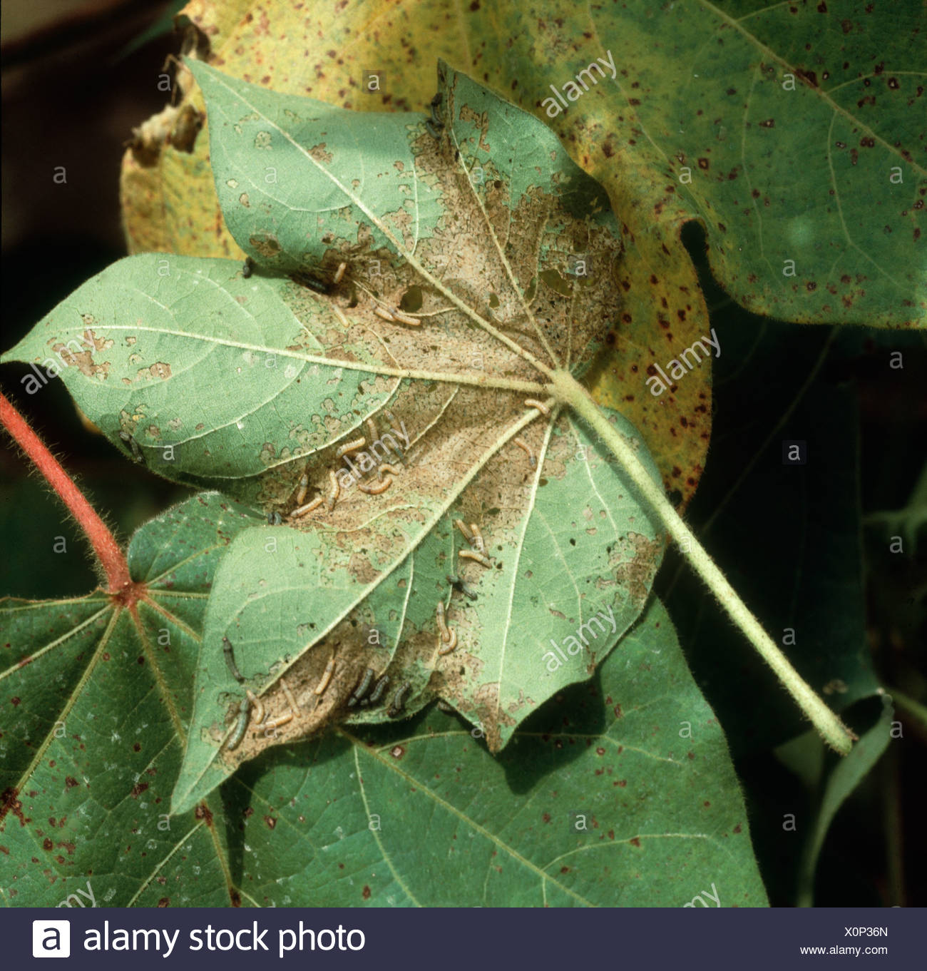 Prodenia High Resolution Stock Photography and Images - Alamy