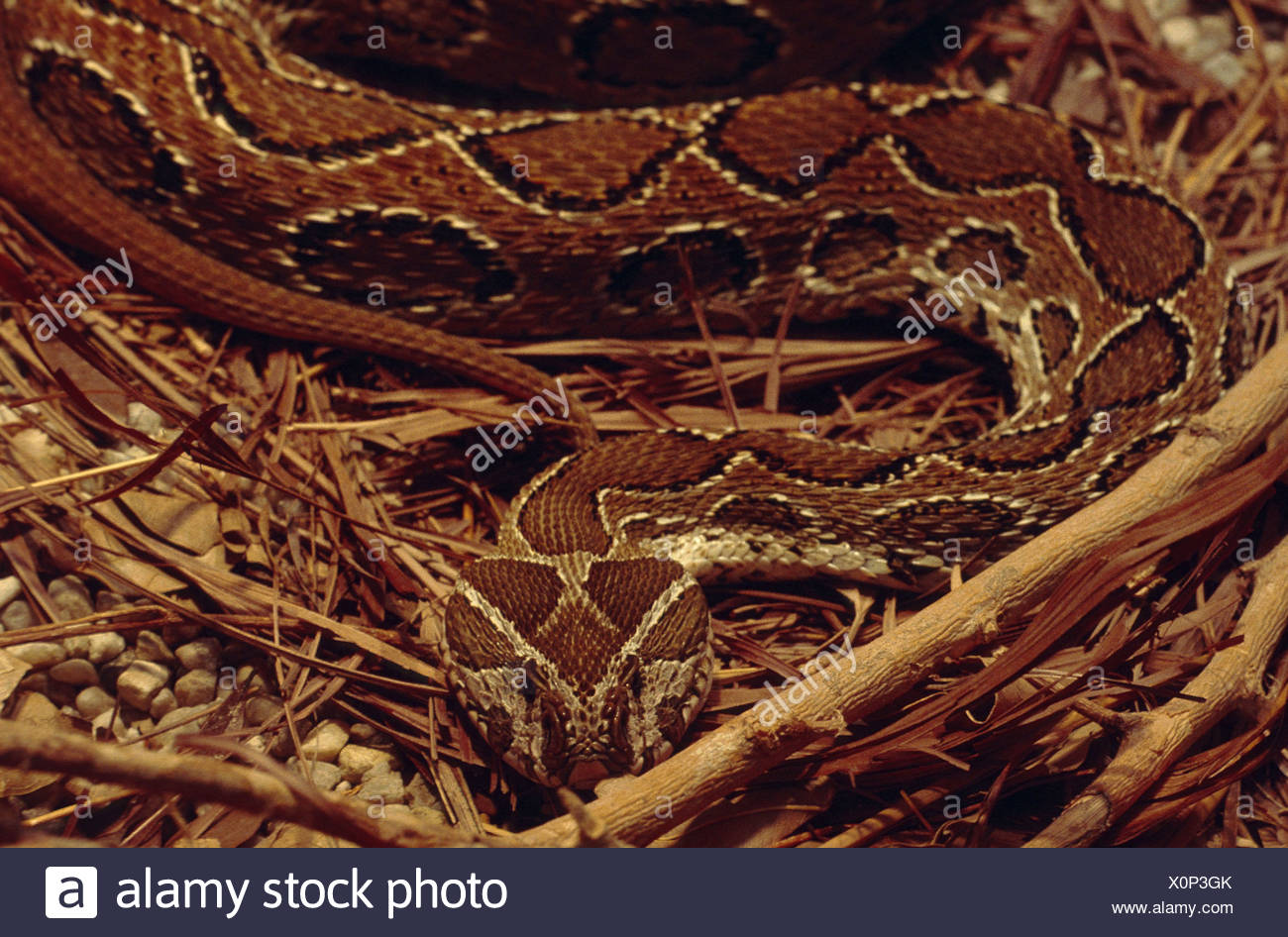 Russells Viper Stock Photos & Russells Viper Stock Images - Alamy