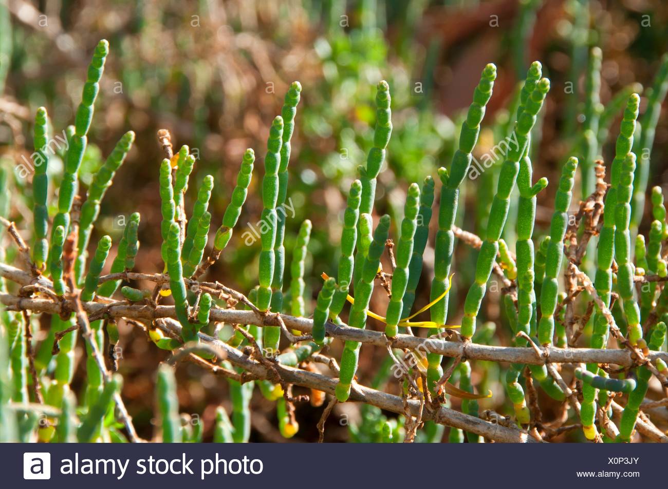 Pickleweed California High Resolution Stock Photography and Images - Alamy