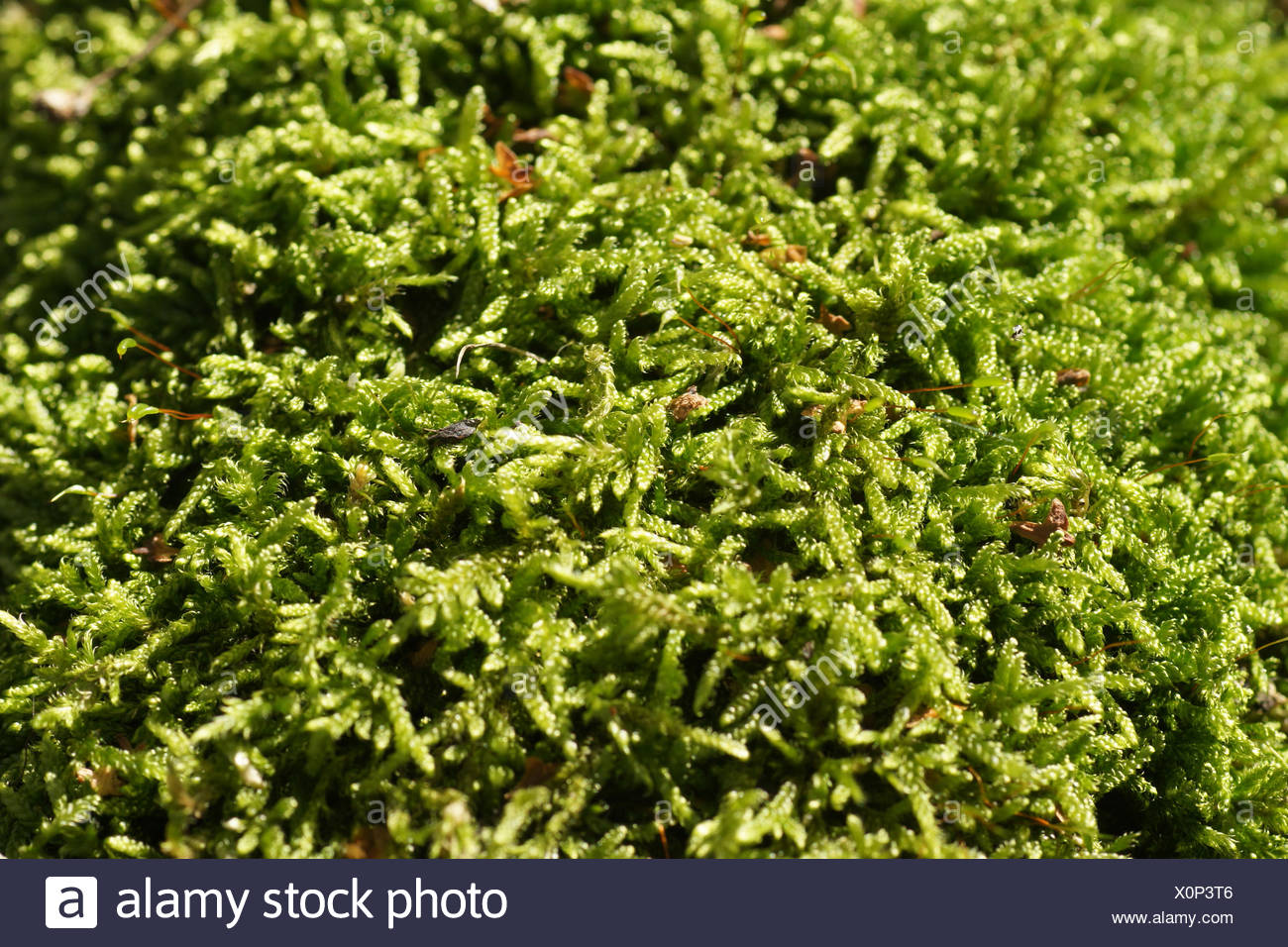 Laubmoos High Resolution Stock Photography and Images - Alamy
