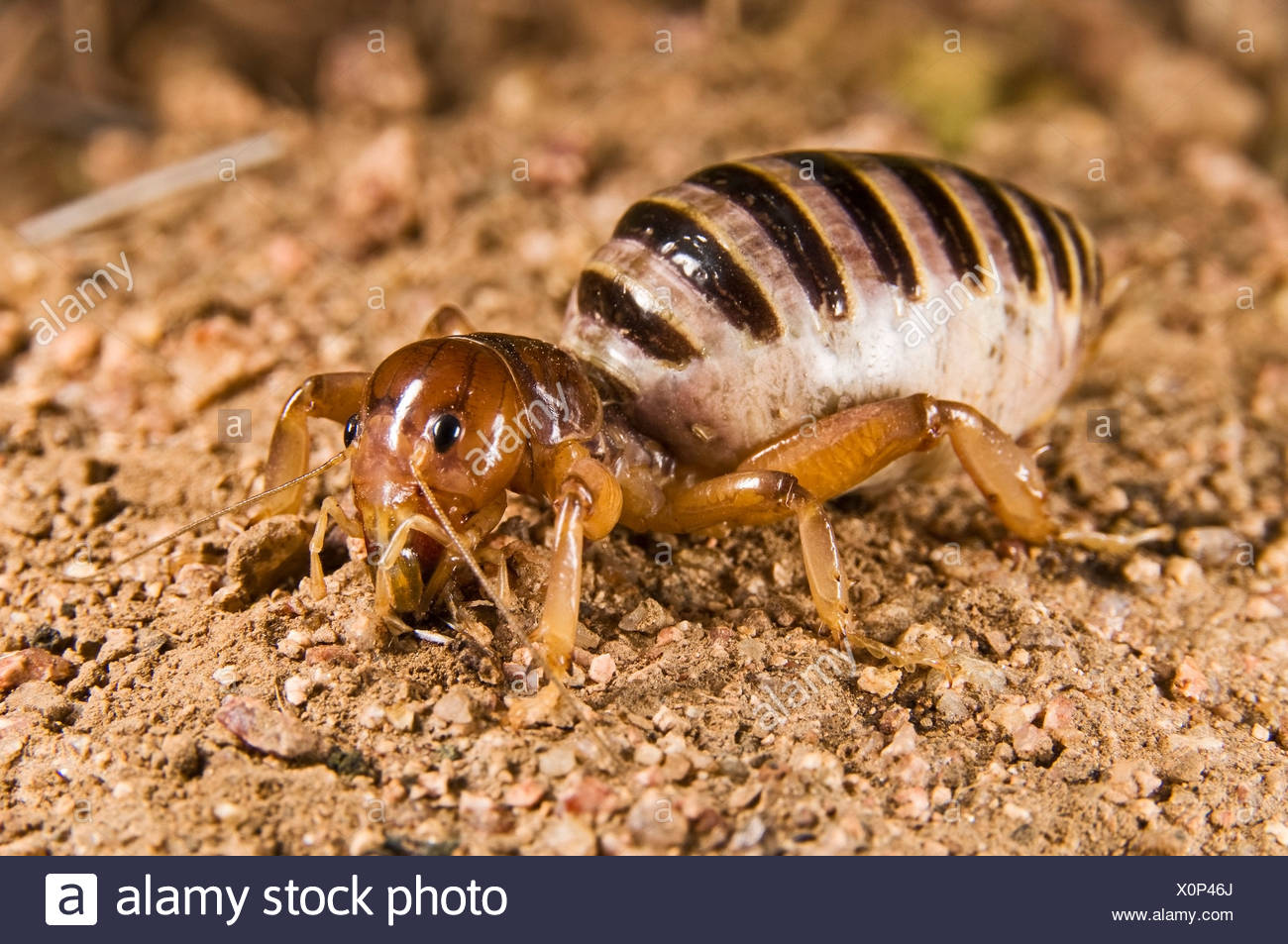 Jerusalem Cricket Stock Photos & Jerusalem Cricket Stock Images - Alamy