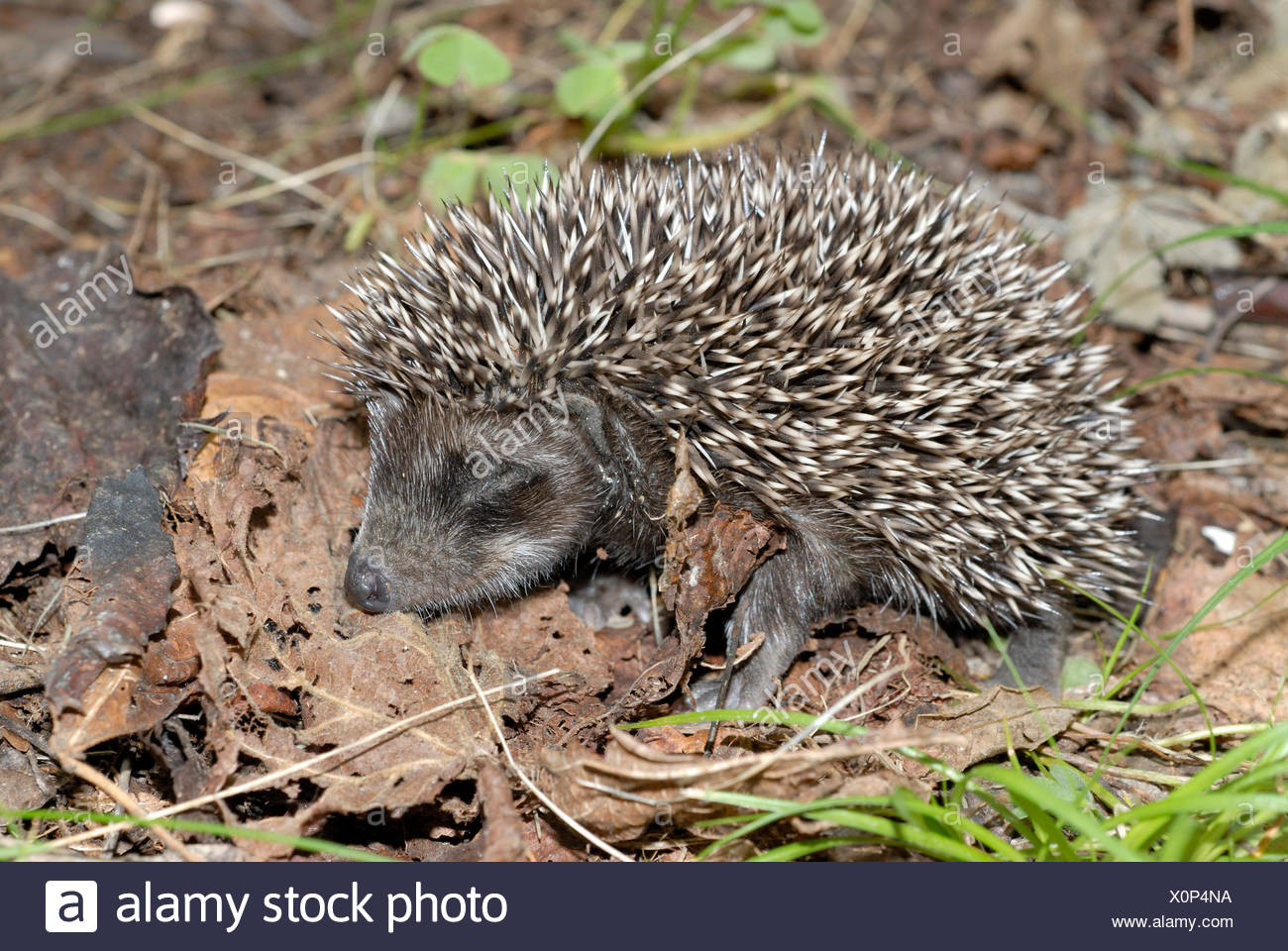 Sleeping Hedgehog High Resolution Stock Photography and Images - Alamy