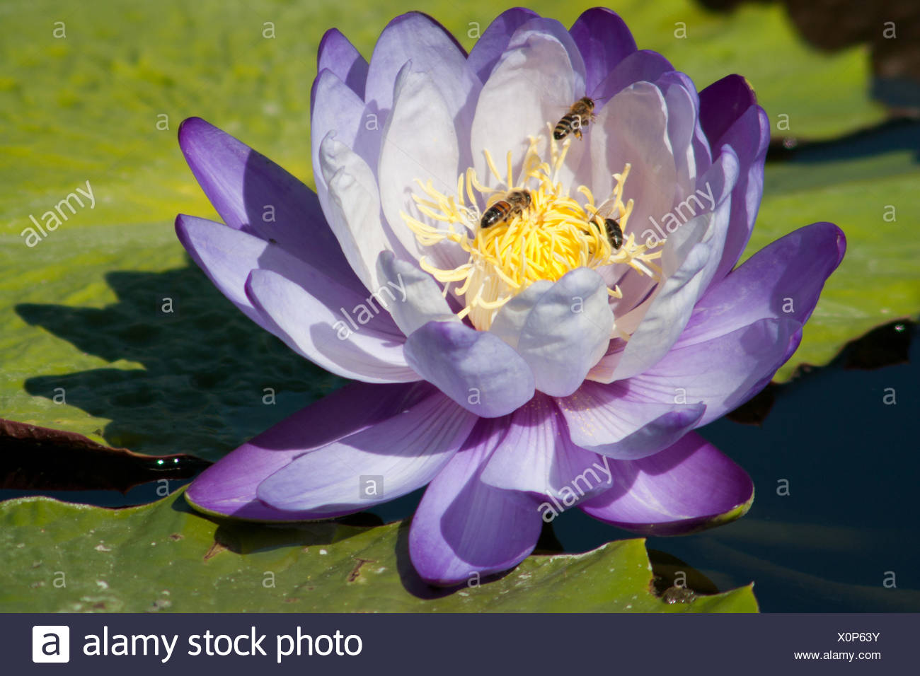 Nymphaea Amazonica High Resolution Stock Photography and Images - Alamy
