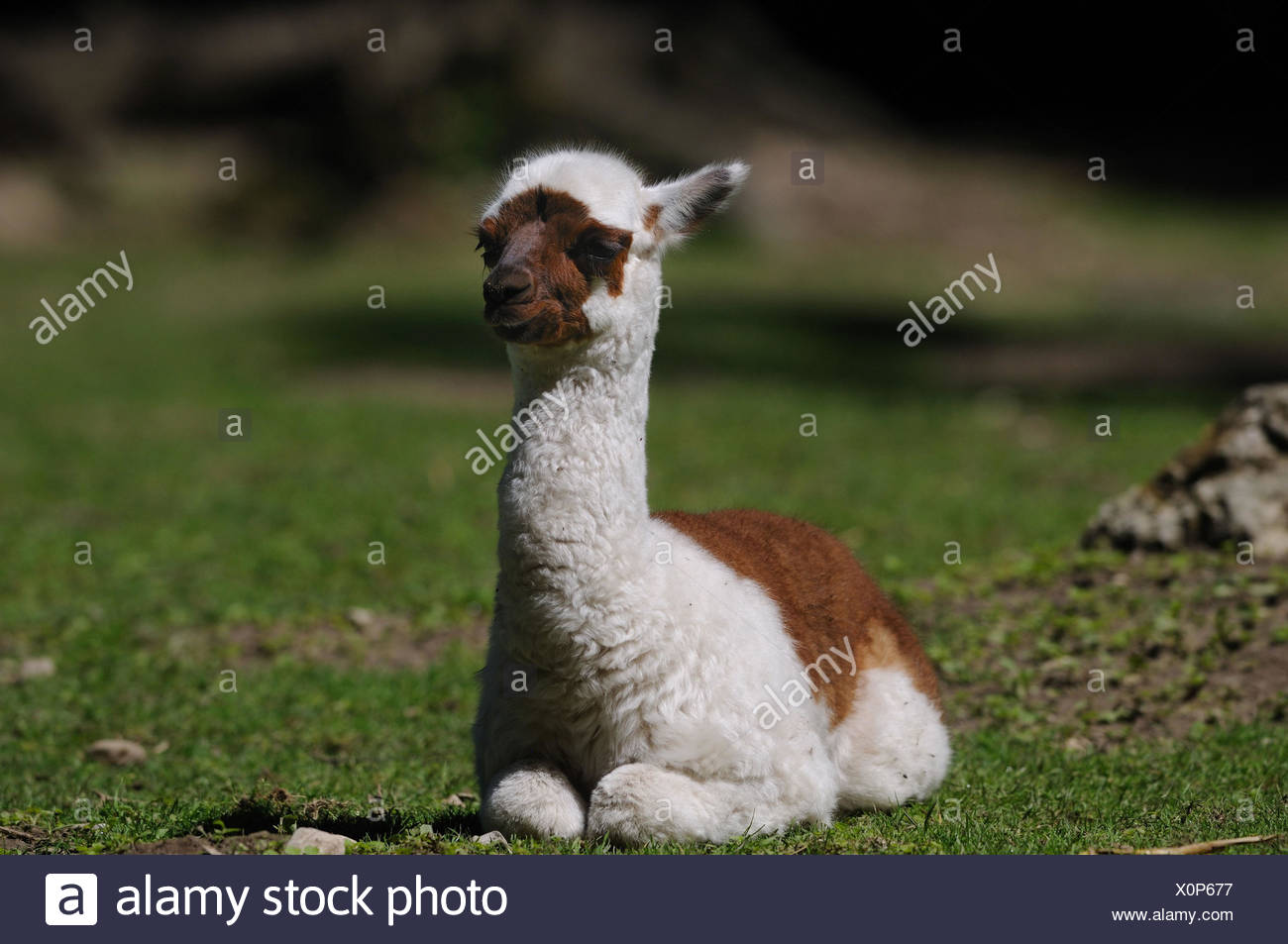 Baby Llama High Resolution Stock Photography and Images - Alamy