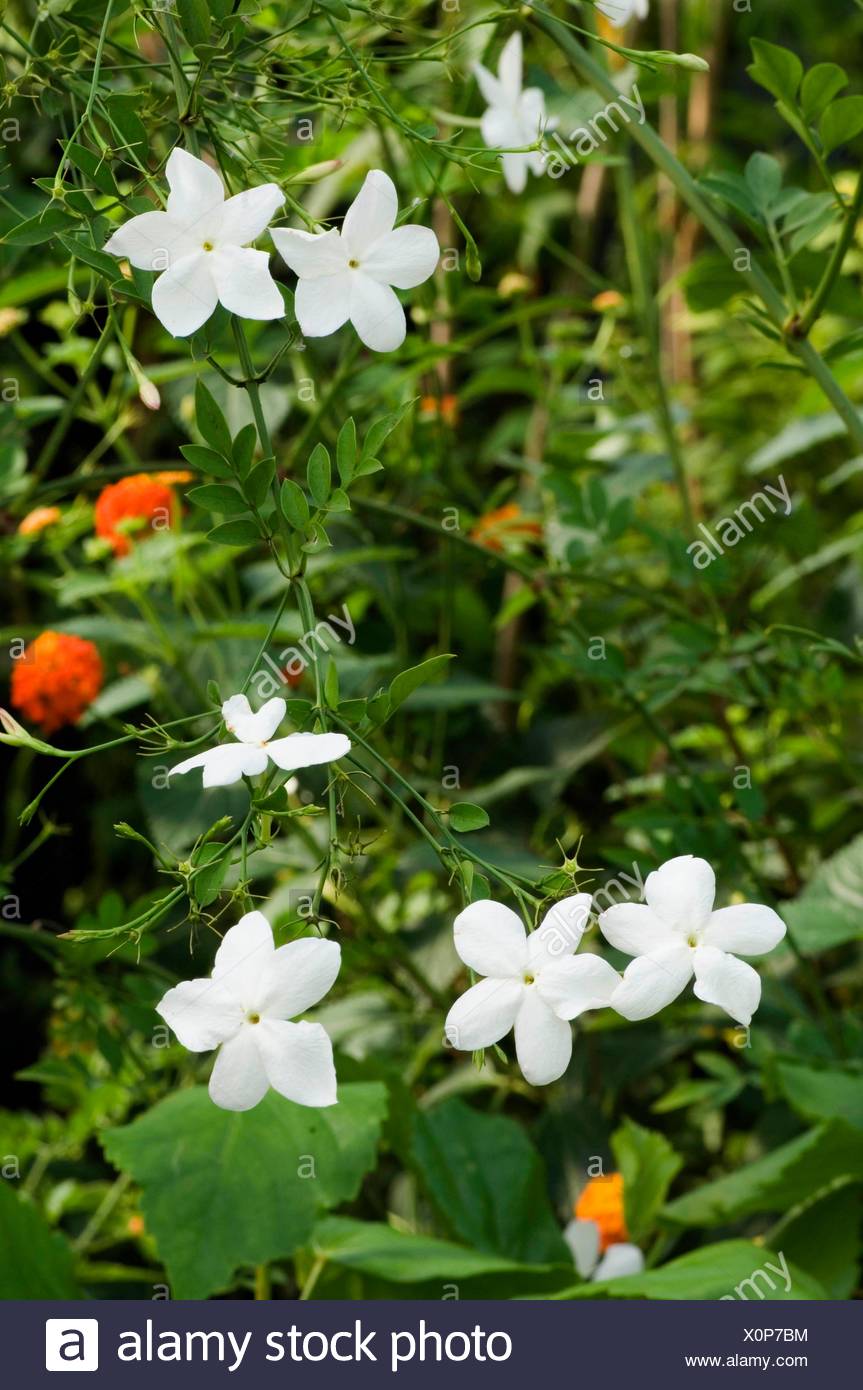 Jasminum Grandiflorum High Resolution Stock Photography and Images - Alamy