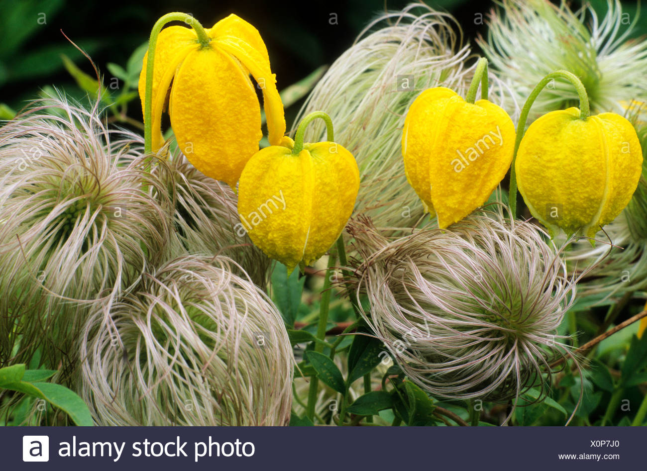 Mackenzie High Resolution Stock Photography and Images - Alamy