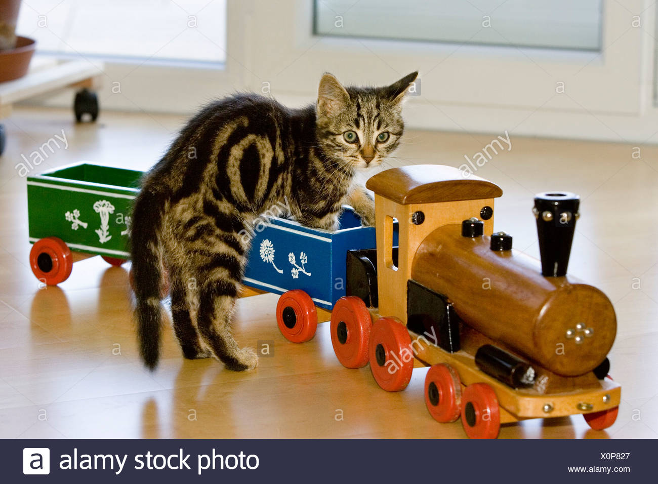 Cat Train High Resolution Stock Photography and Images - Alamy