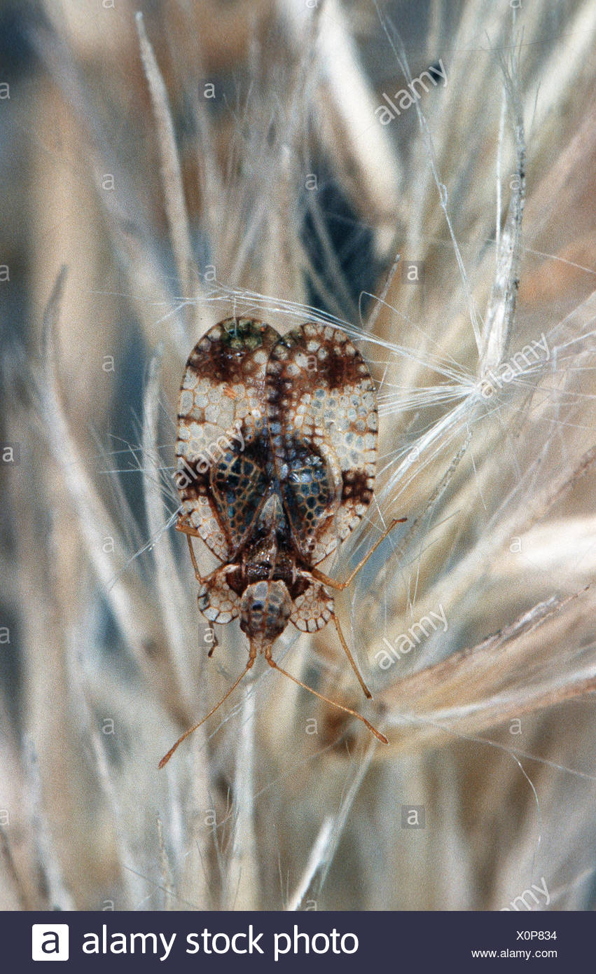 Stephanitis High Resolution Stock Photography and Images - Alamy