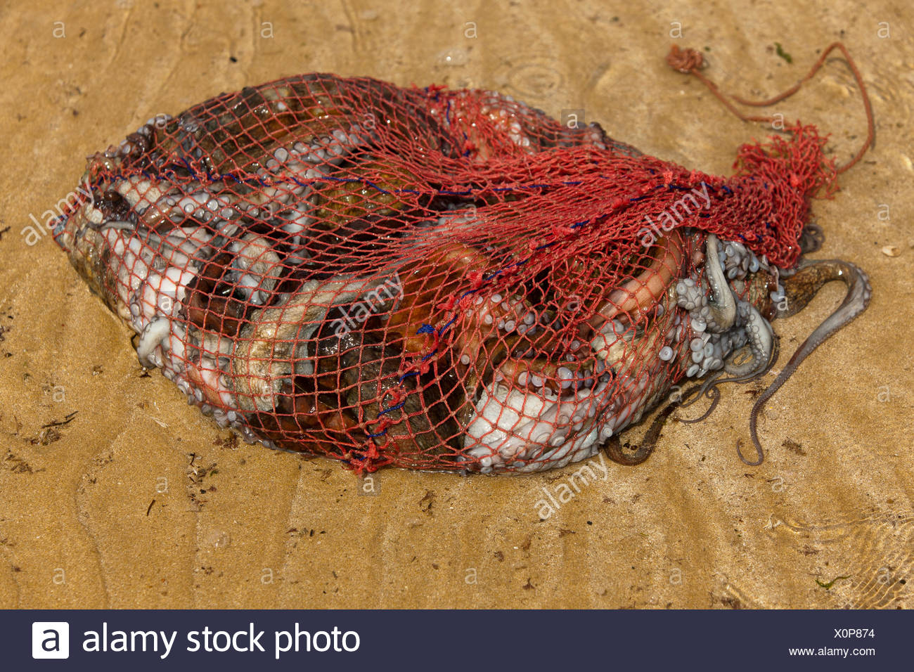 Octopus Catch Stock Photos & Octopus Catch Stock Images - Alamy