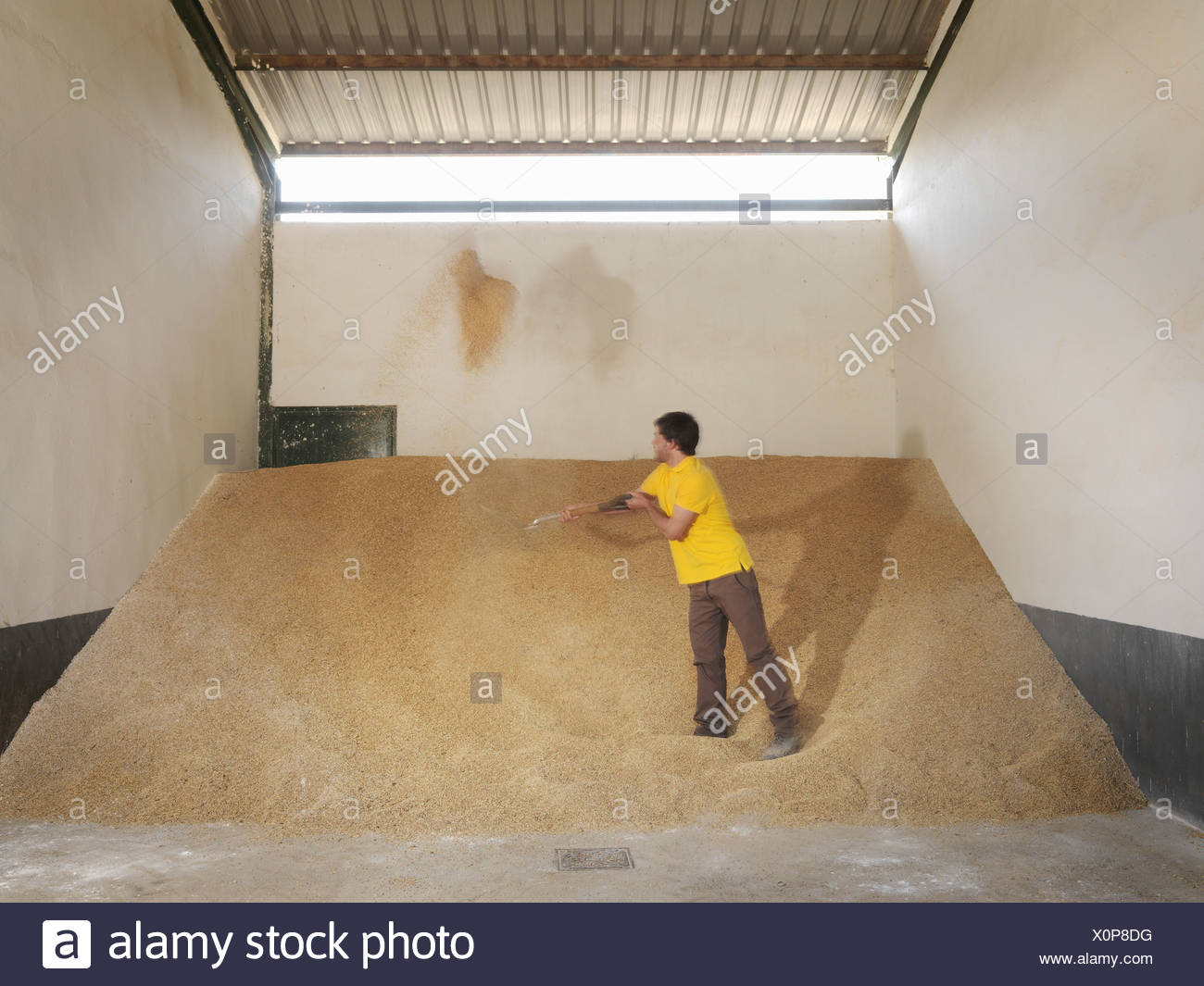 The Scene In The Barn High Resolution Stock Photography and Images - Alamy