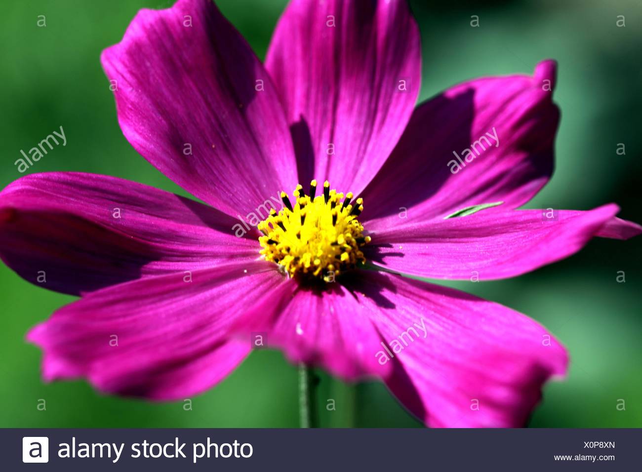 Family Asteraceae Compositae High Resolution Stock Photography and Images - Alamy