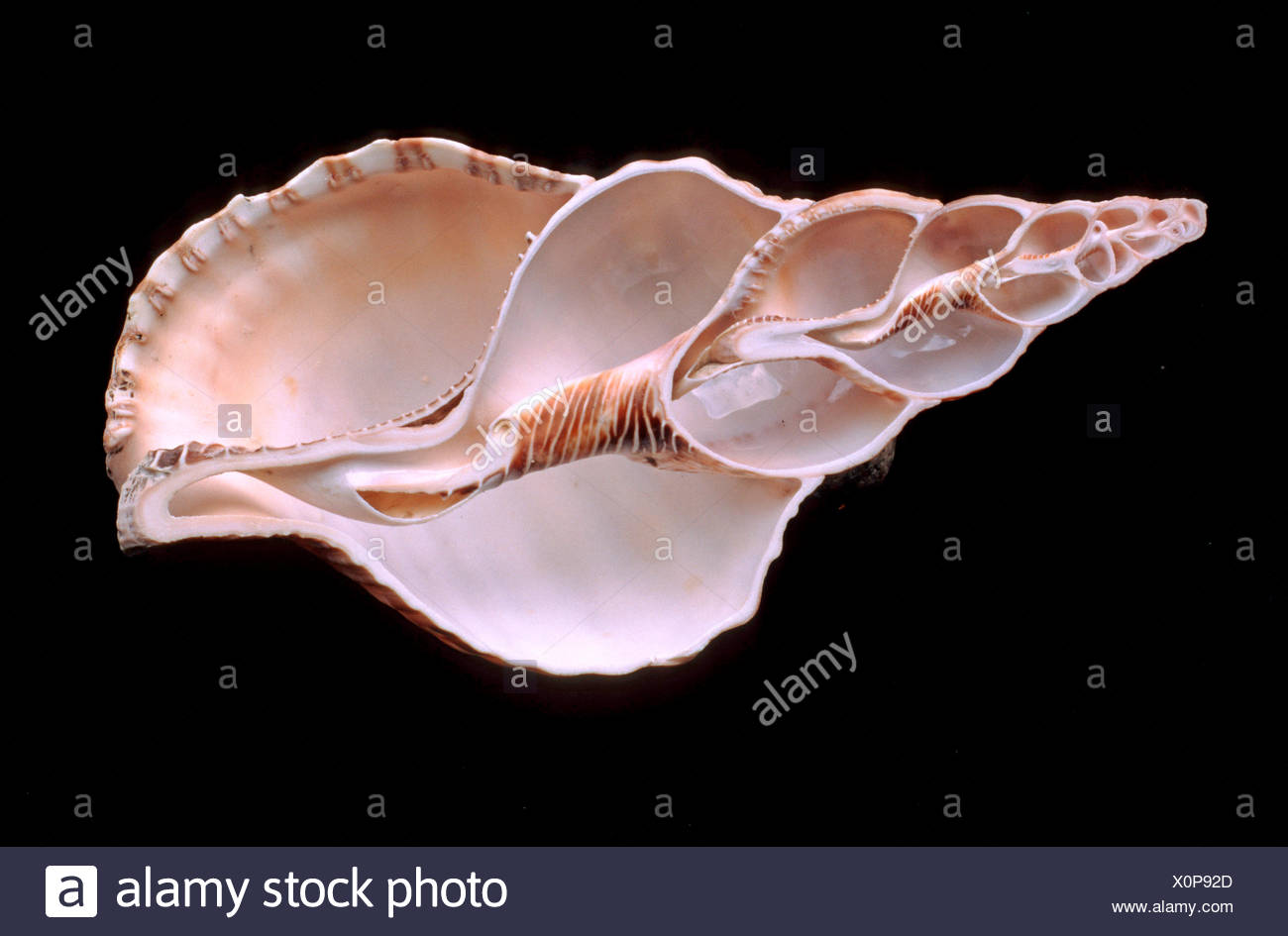 Triton Shell Stock Photos & Triton Shell Stock Images - Alamy