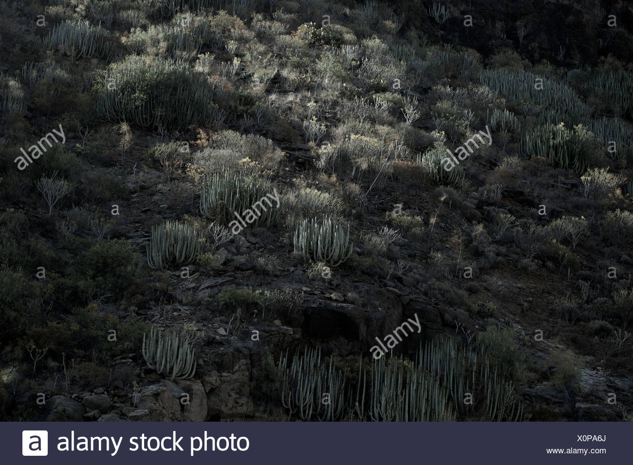 Thorn Forest High Resolution Stock Photography and Images - Alamy
