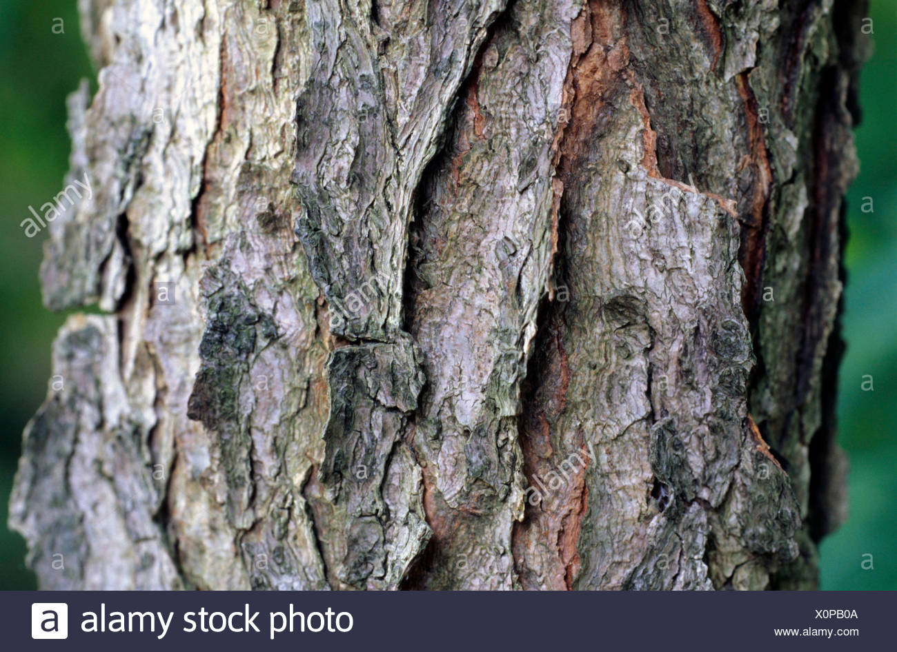 Kentucky Coffeetree High Resolution Stock Photography and Images - Alamy